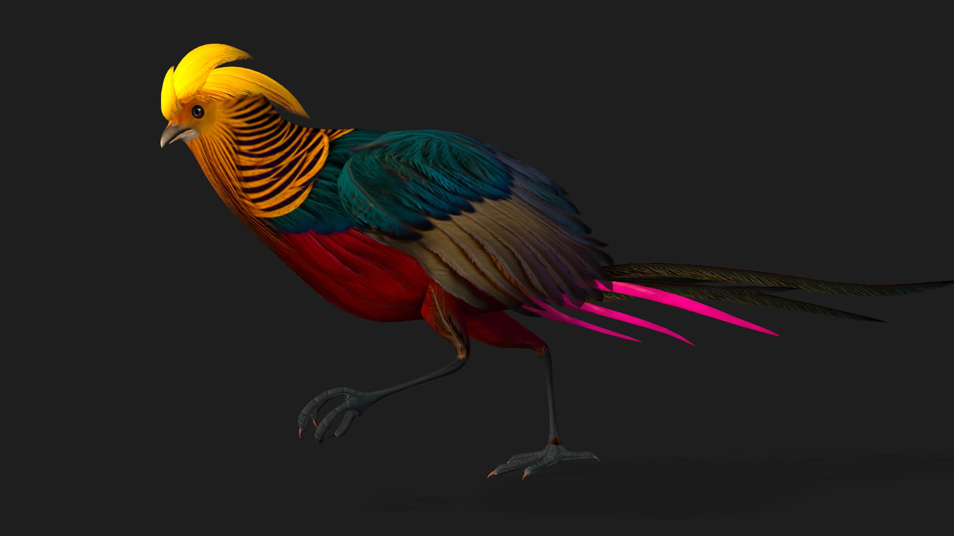 Pheasant A4 Animated - 3D Model by Animated3d