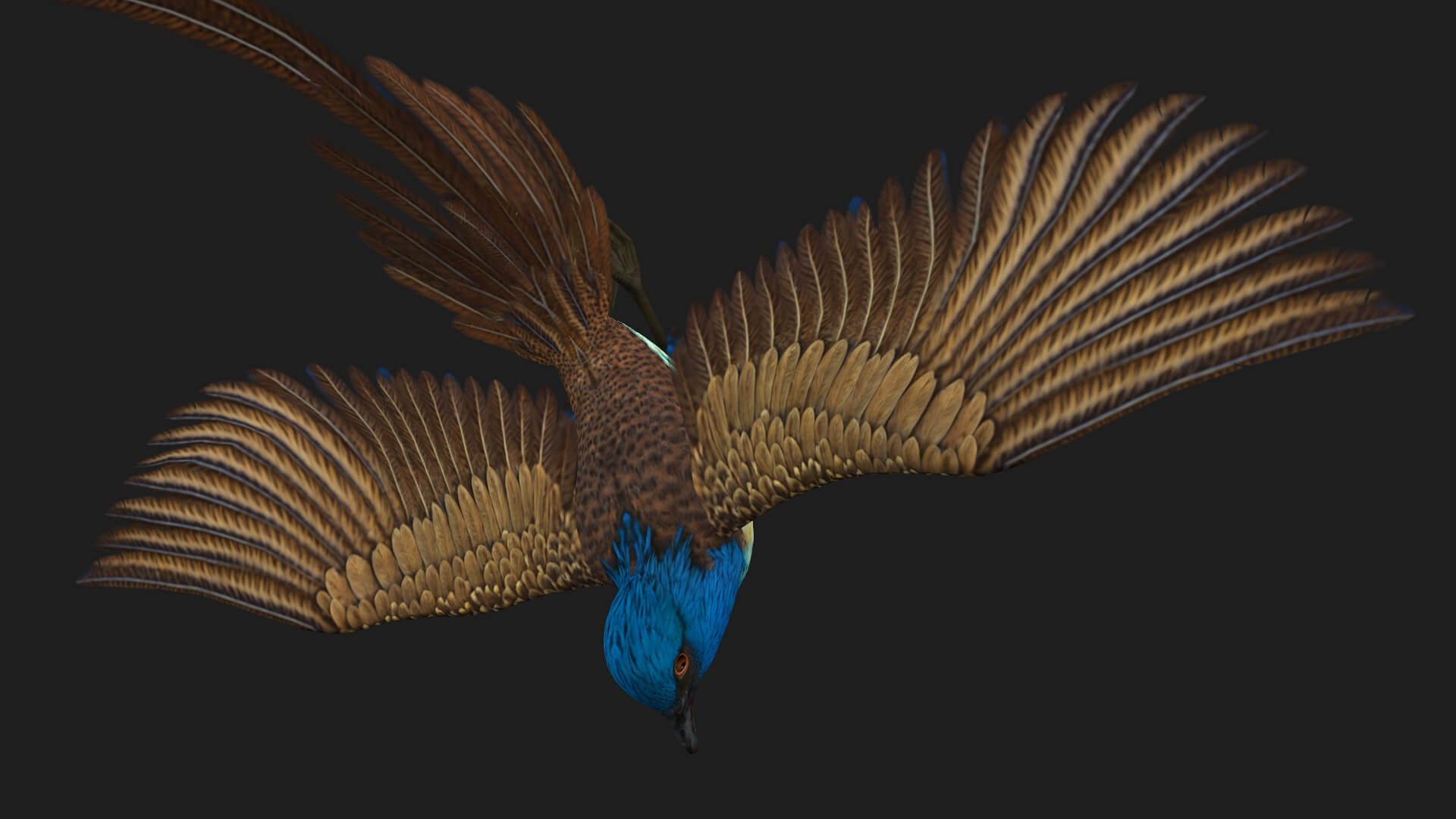 Pheasant Bird-B1 3D Model by Animated3d