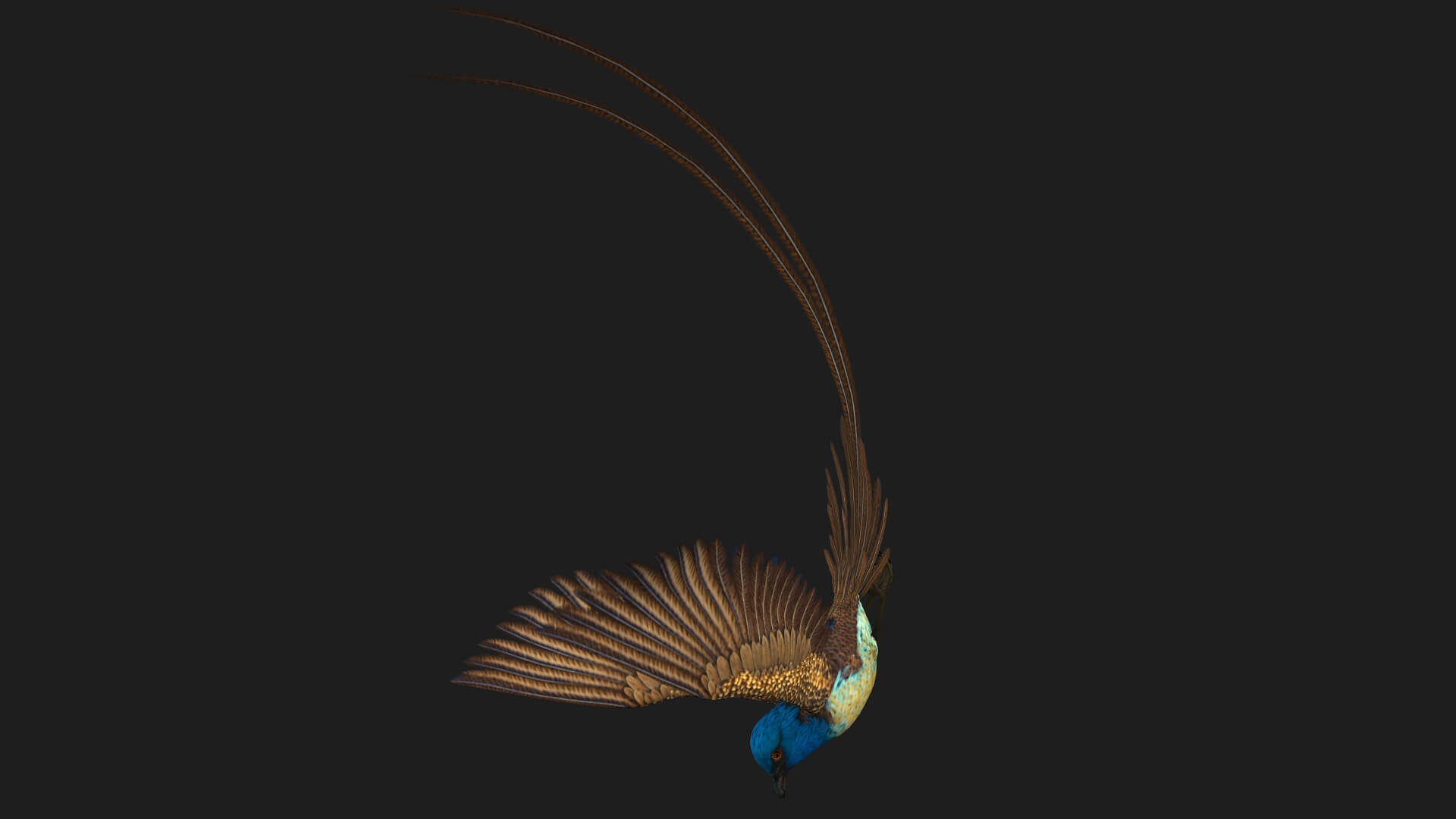 Pheasant Bird-B1 3D Model by Animated3d