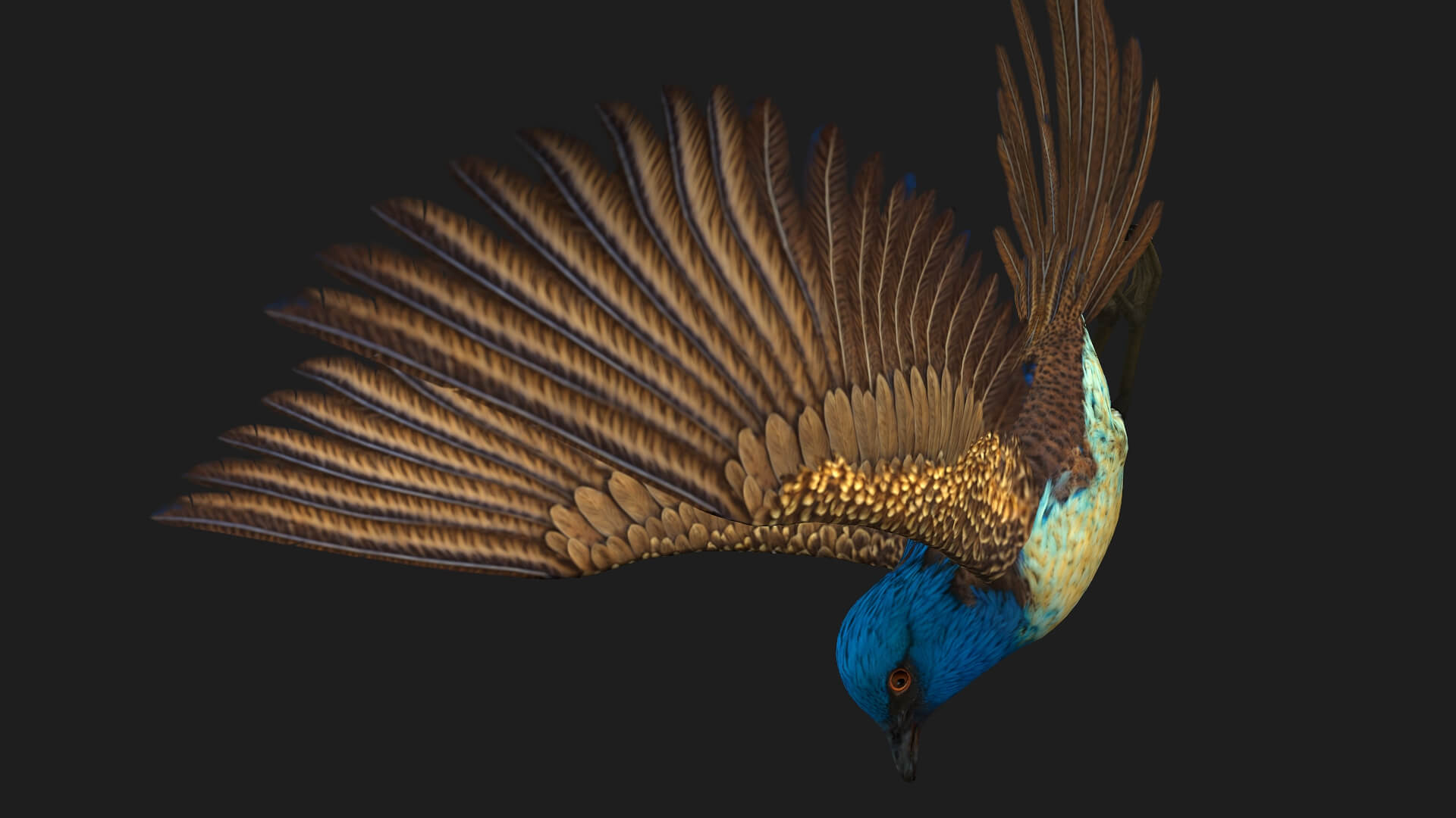 Pheasant Bird-B1 3D Model by Animated3d