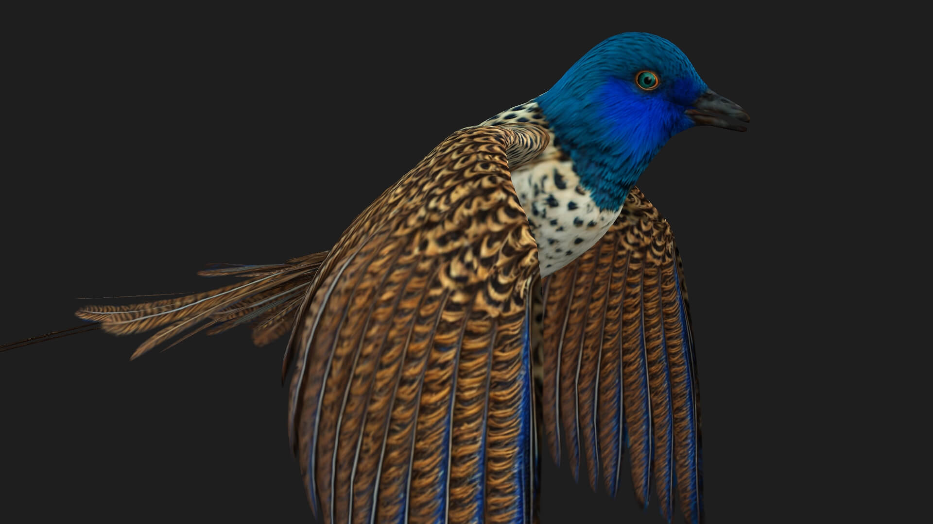 Pheasant Bird-B2 3D Model by Animated3d