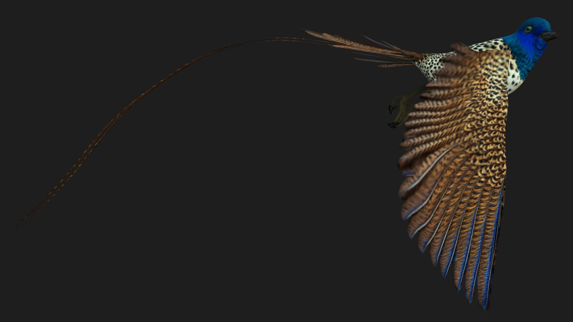 Pheasant Bird-B2 3D Model by Animated3d