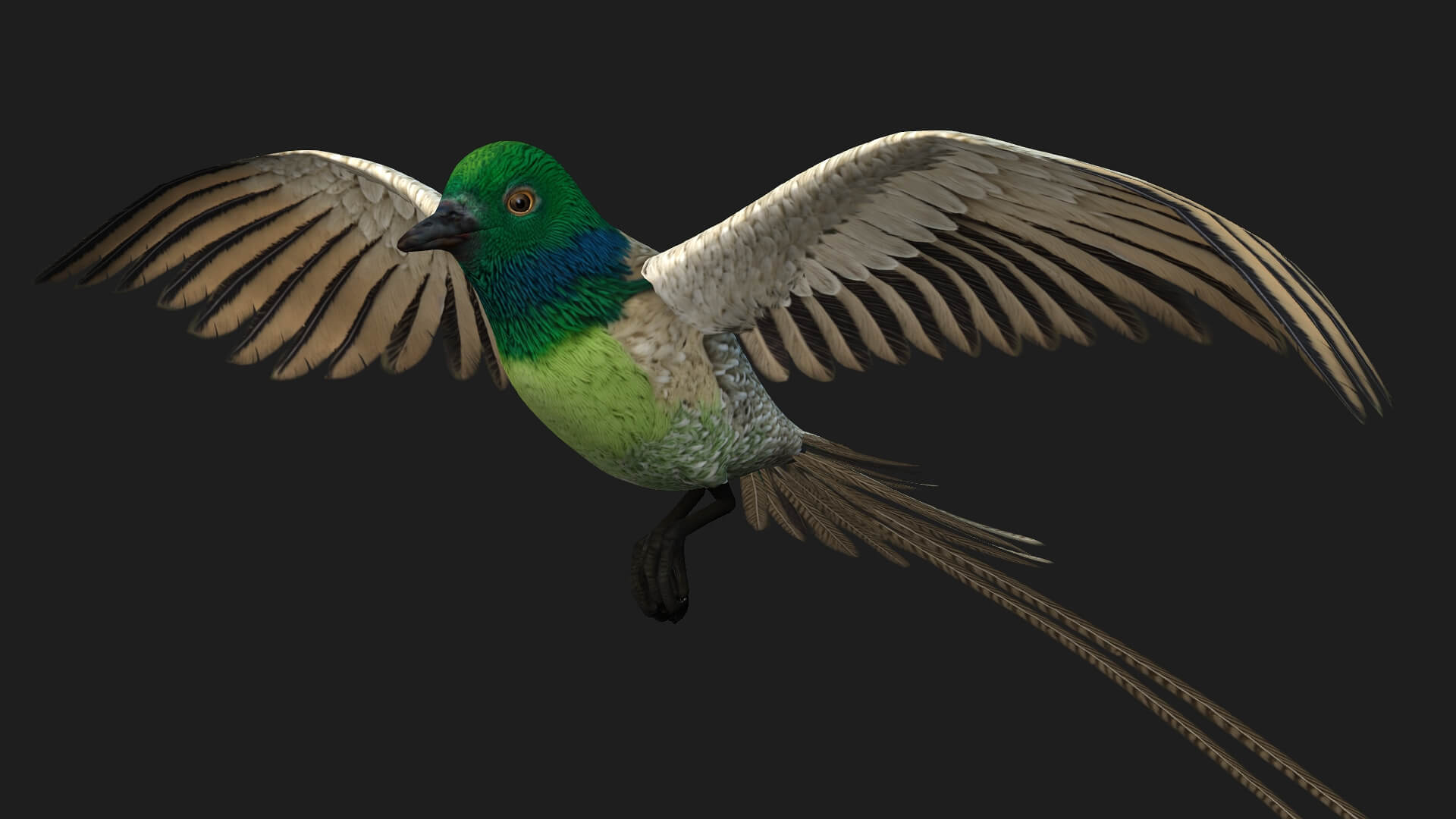 Pheasant Bird-B3 3D Model by Animated3d