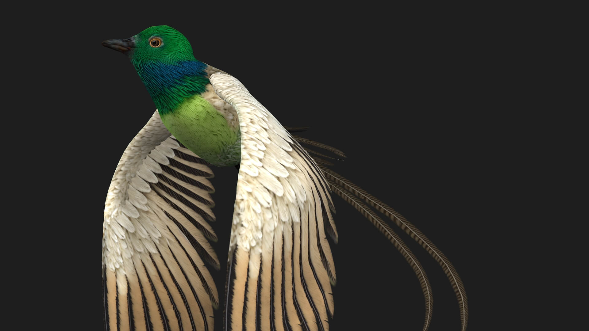 Pheasant Bird-B3 3D Model by Animated3d