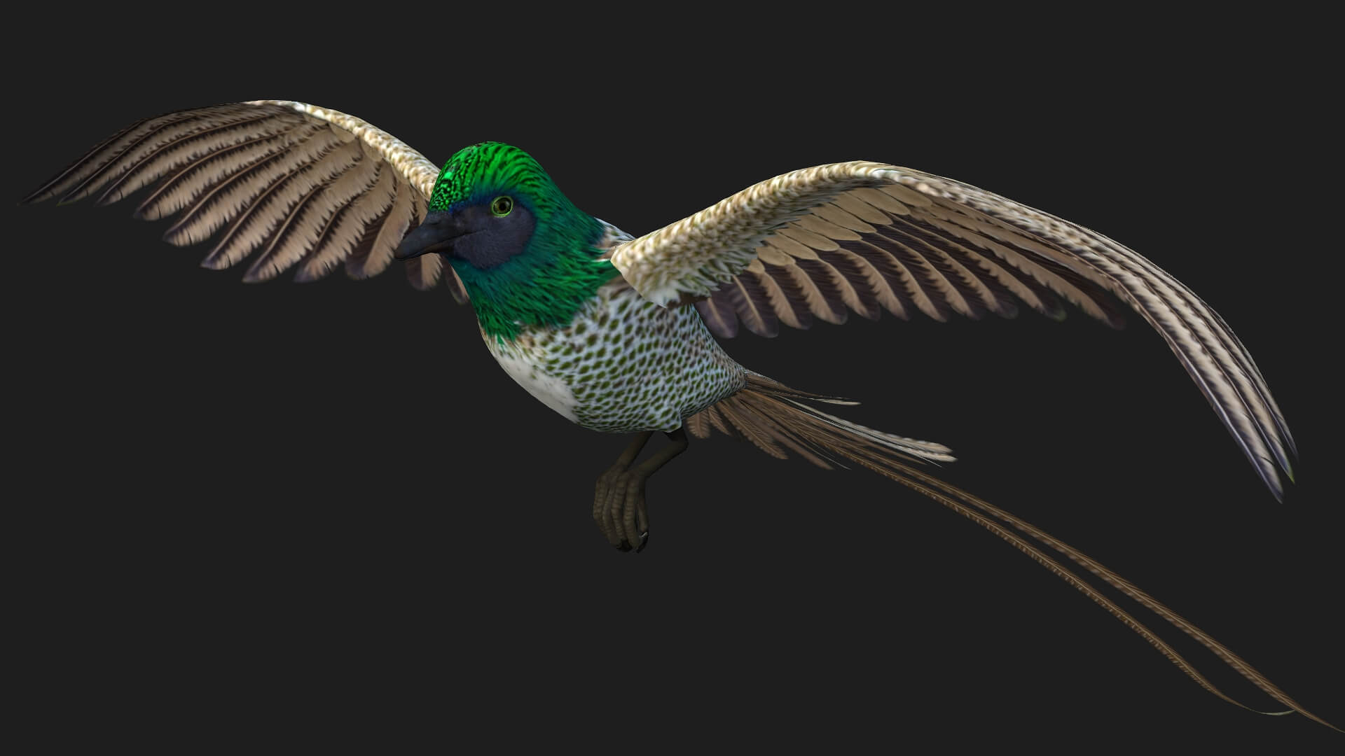 Pheasant Bird-B4 3D Model by Animated3d