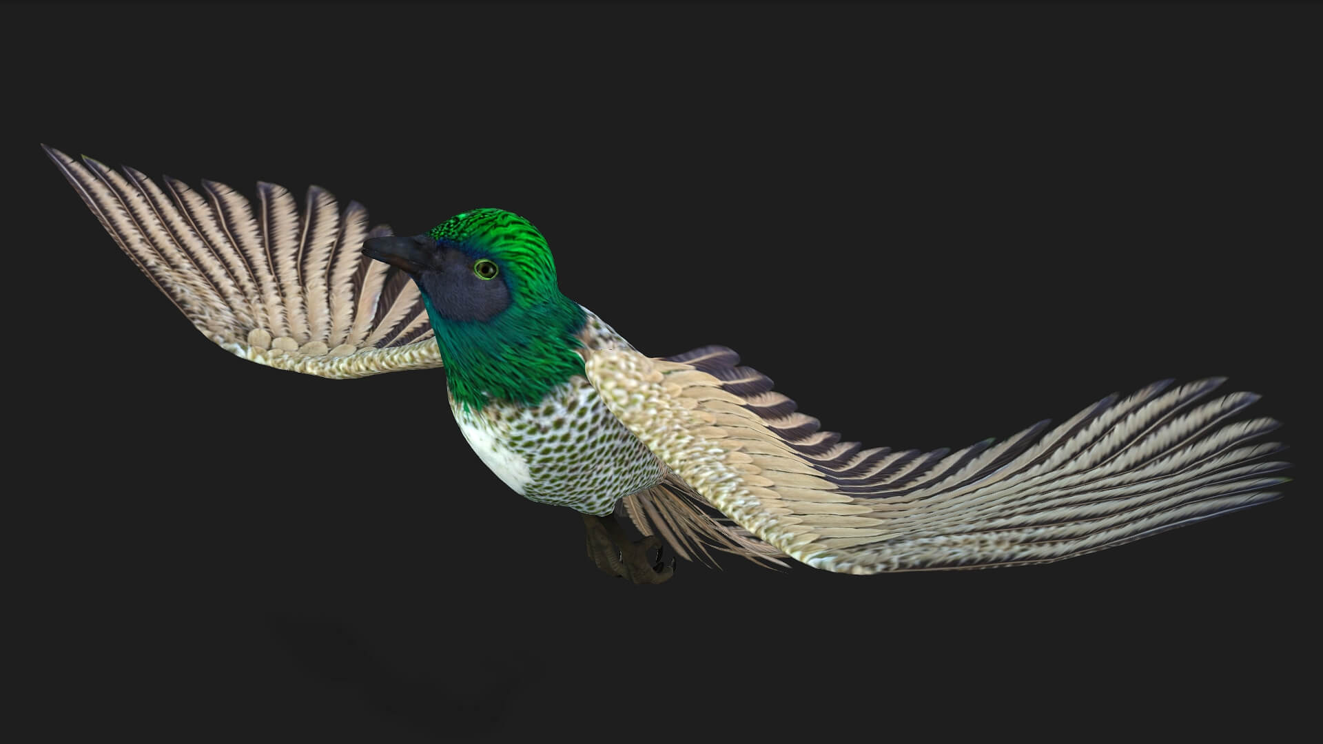 Pheasant Bird-B4 3D Model by Animated3d