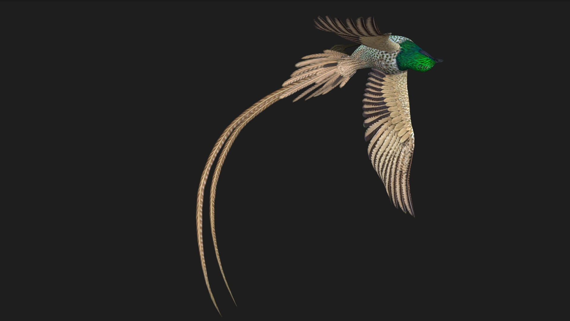 Pheasant Bird-B4 3D Model by Animated3d