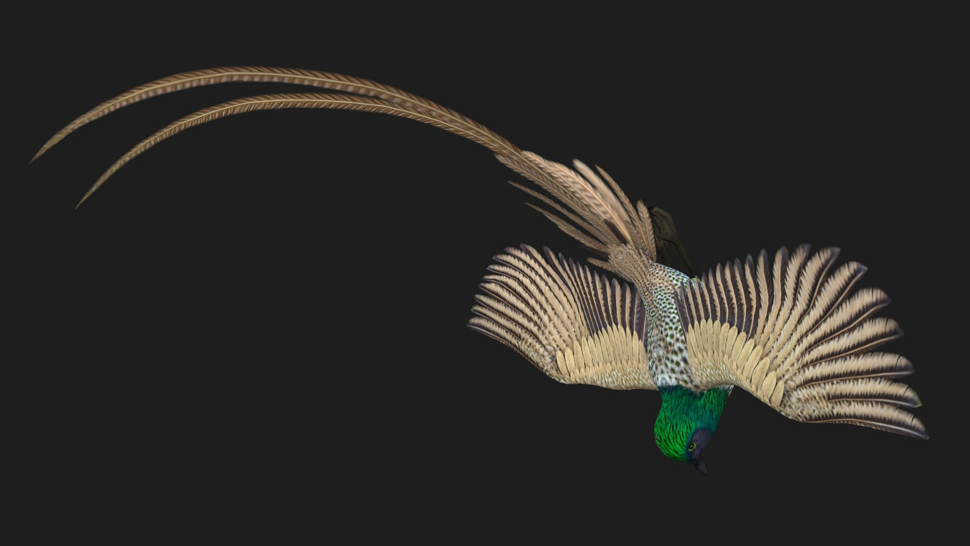 Pheasant Bird-B4 3D Model by Animated3d