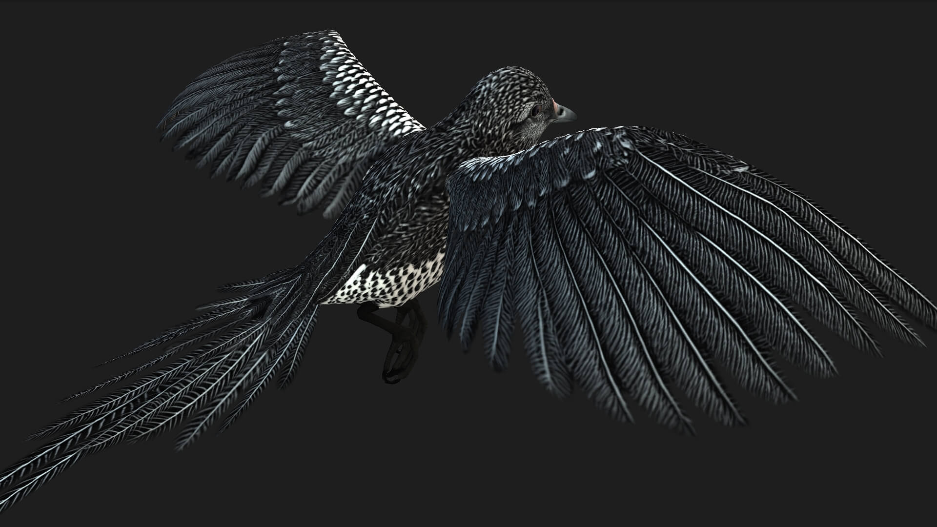 Pheasantbird B7 - 3D Model by Animated3d