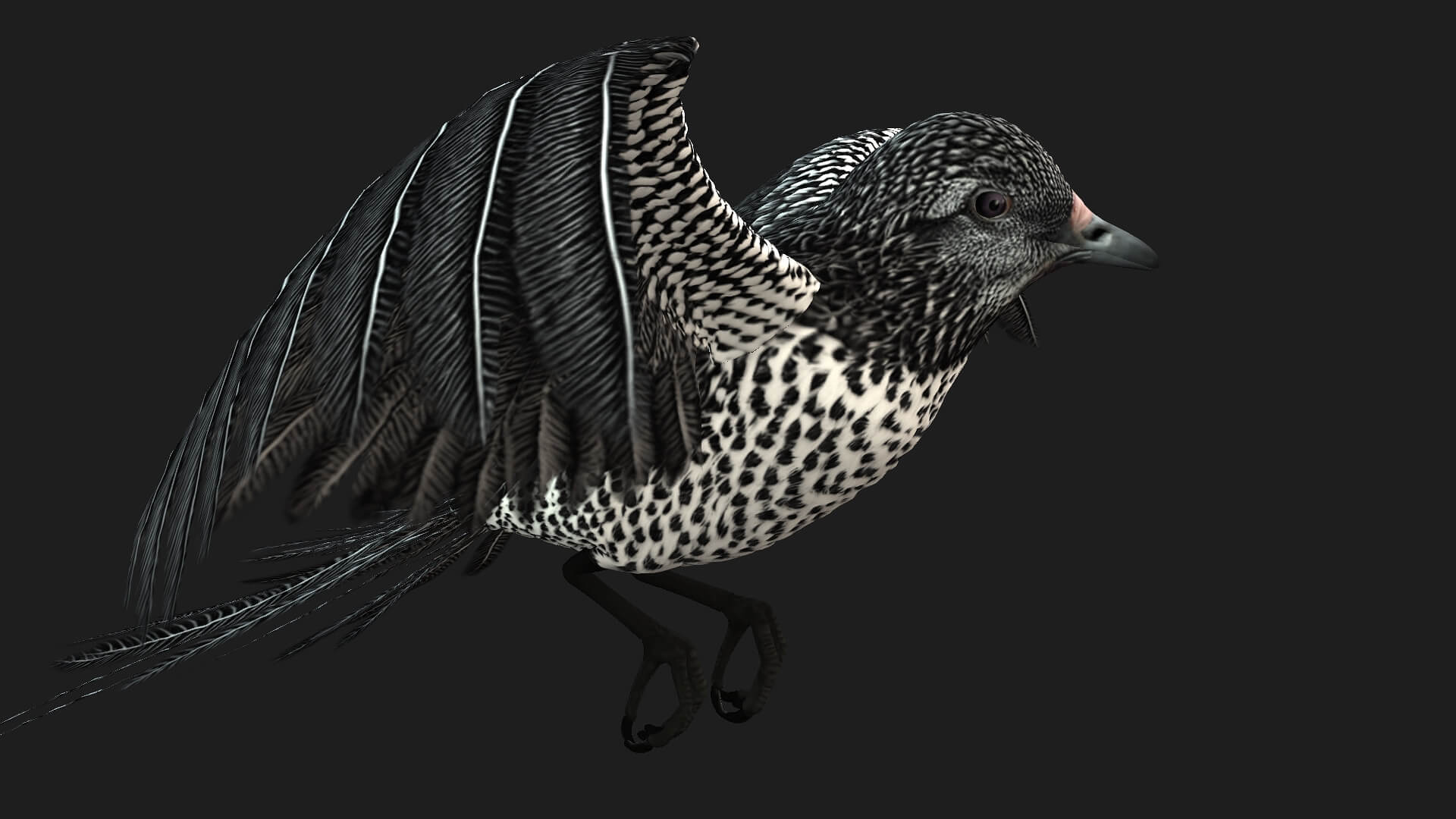 Pheasantbird B7 - 3D Model by Animated3d