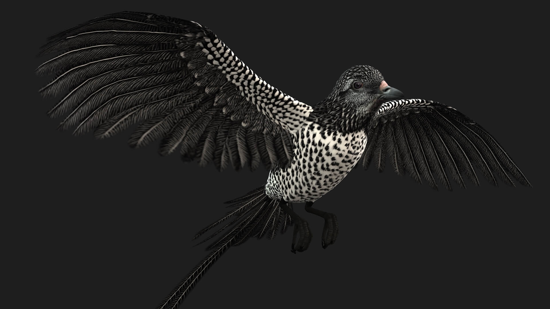 Pheasantbird B7 - 3D Model by Animated3d