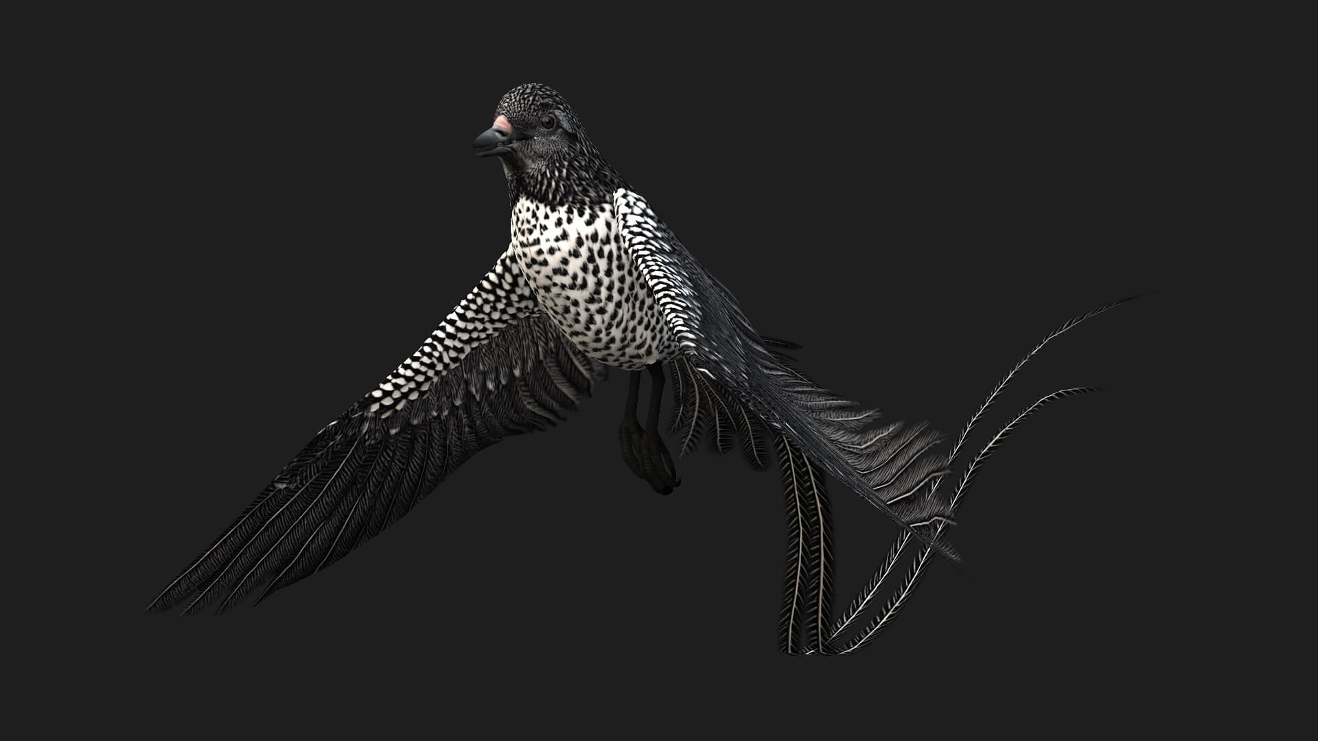Pheasantbird B7 - 3D Model by Animated3d