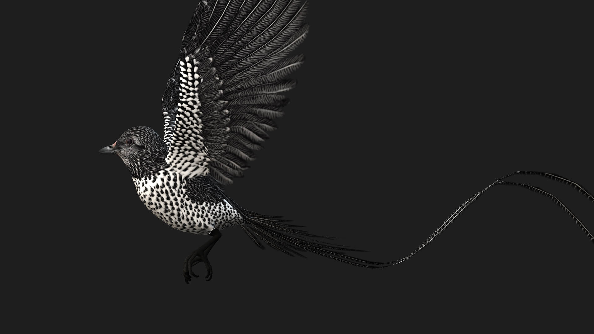 Pheasantbird B7 - 3D Model by Animated3d