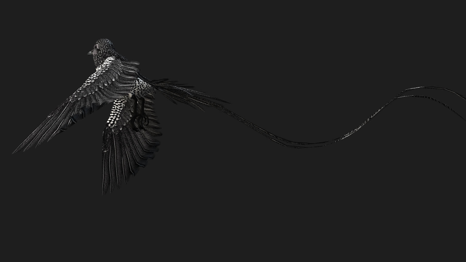 Pheasantbird B7 - 3D Model by Animated3d