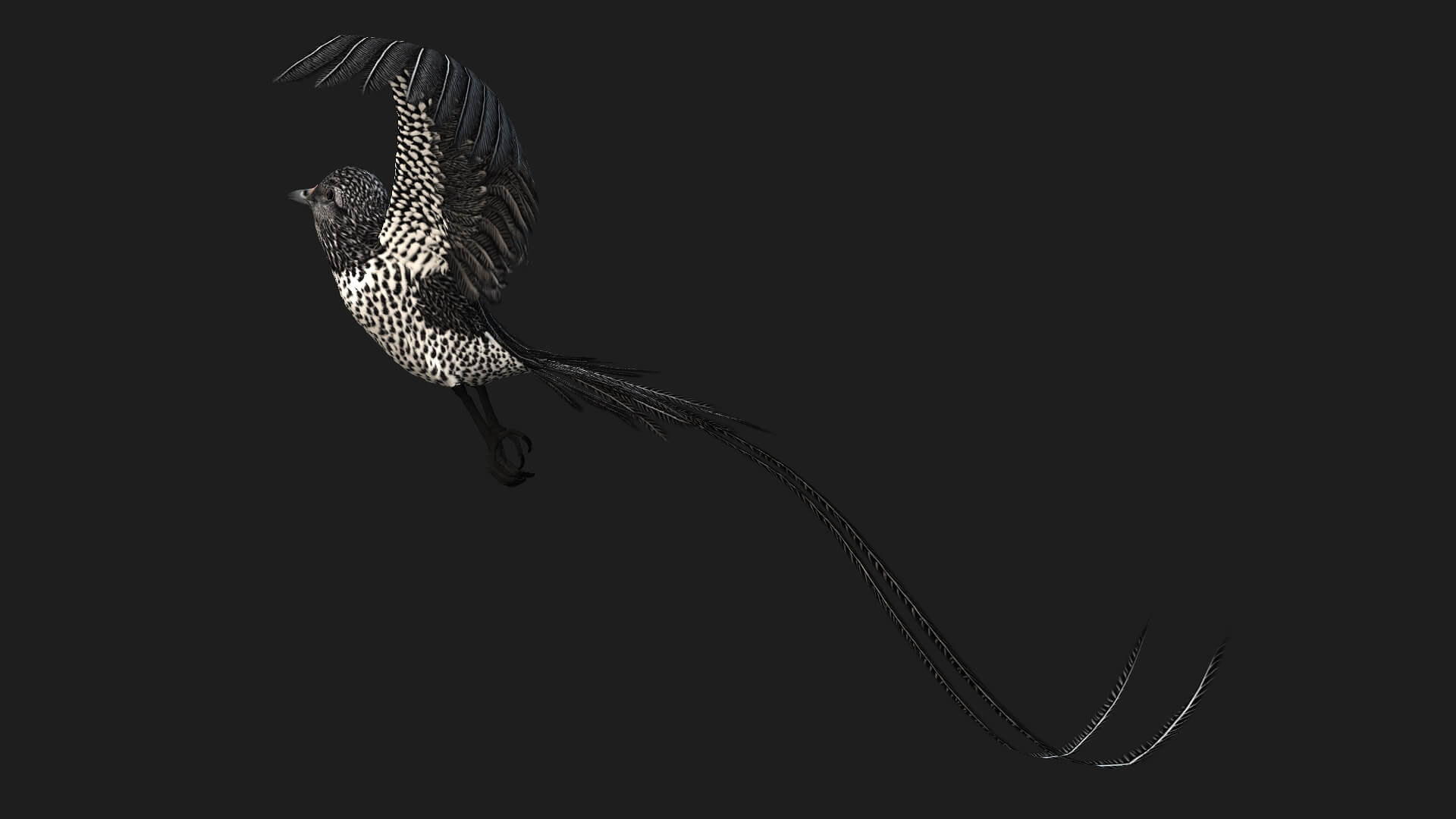 Pheasantbird B7 - 3D Model by Animated3d