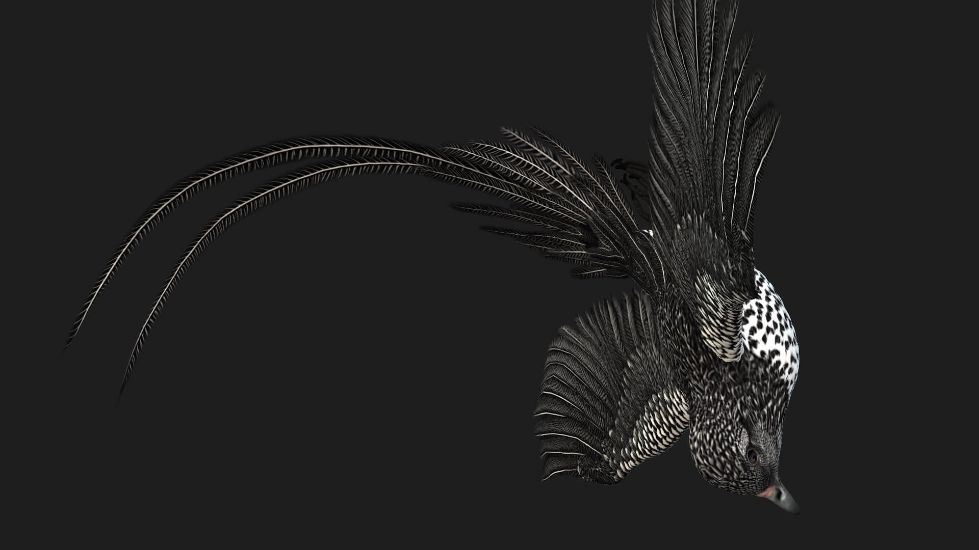 Pheasantbird B7 - 3D Model by Animated3d