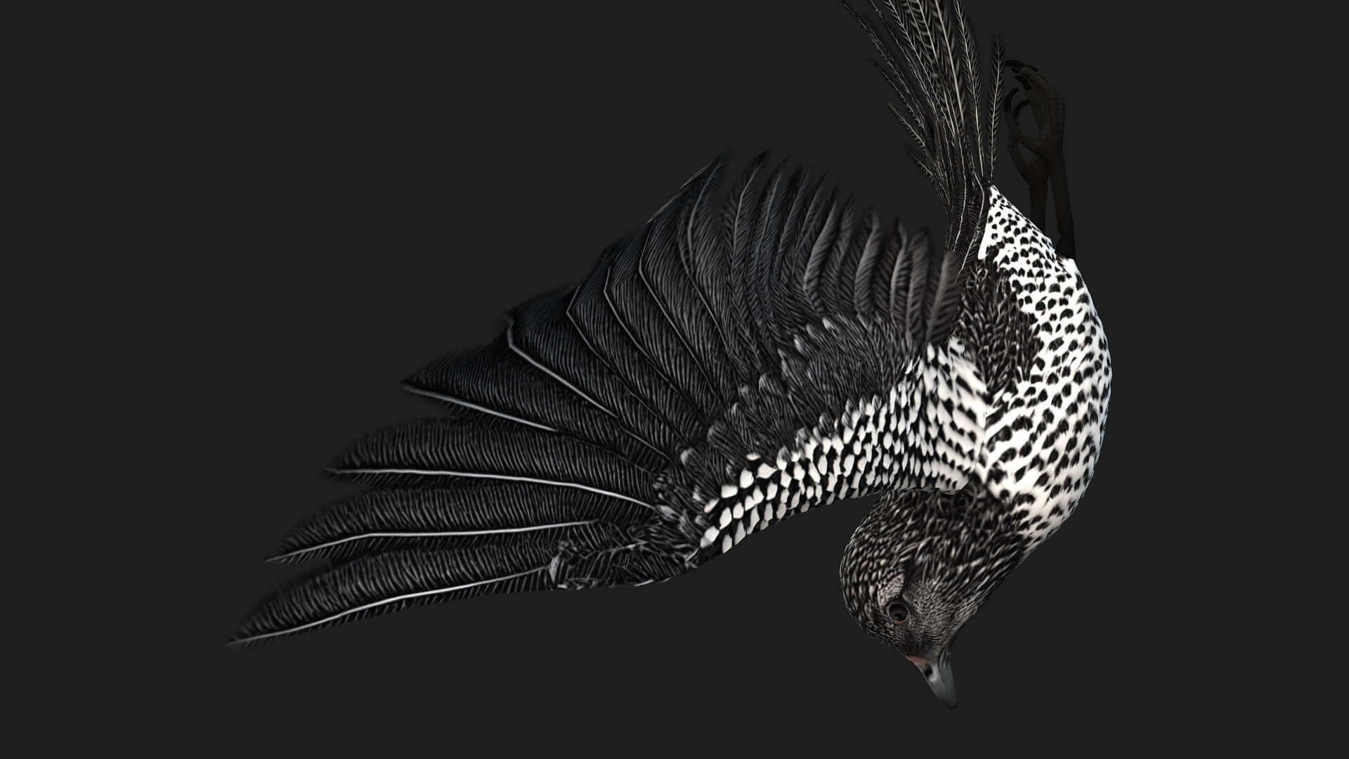 Pheasantbird B7 - 3D Model by Animated3d