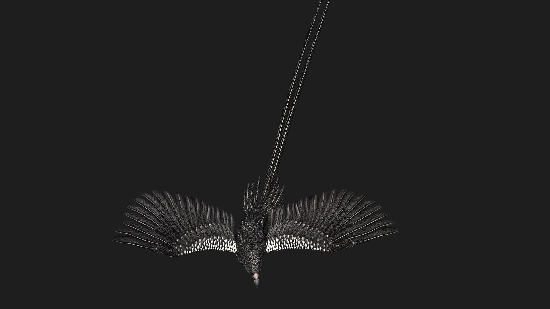 Pheasantbird B7 - 3D Model by Animated3d