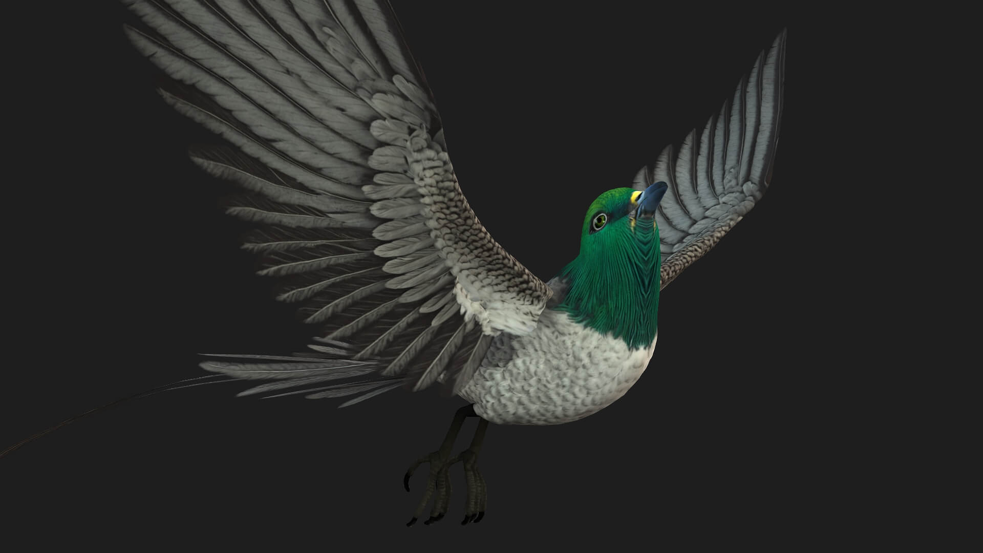 Pheasantbird B8 - 3D Model by Animated3d