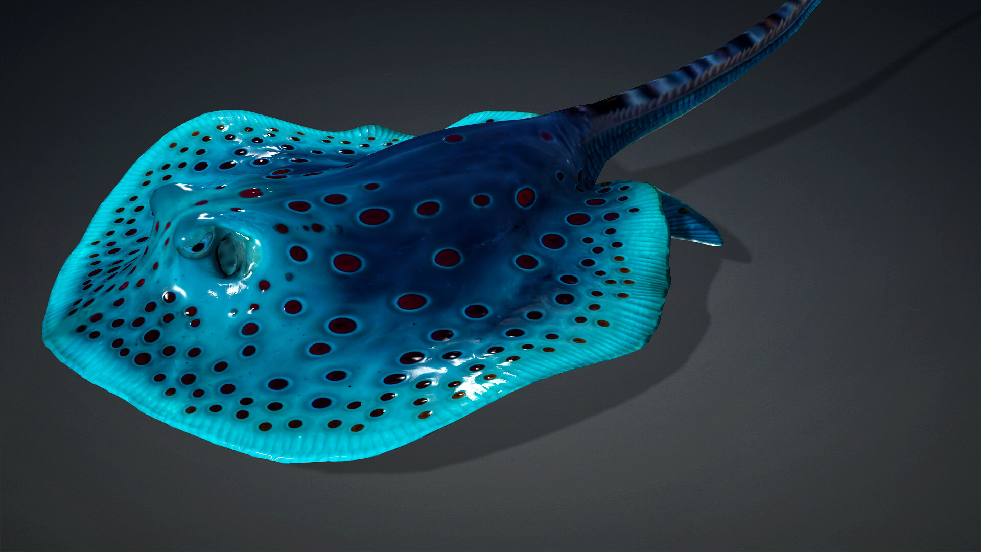 Ray Fish-A1-Animated 3D Animation by Animated3d