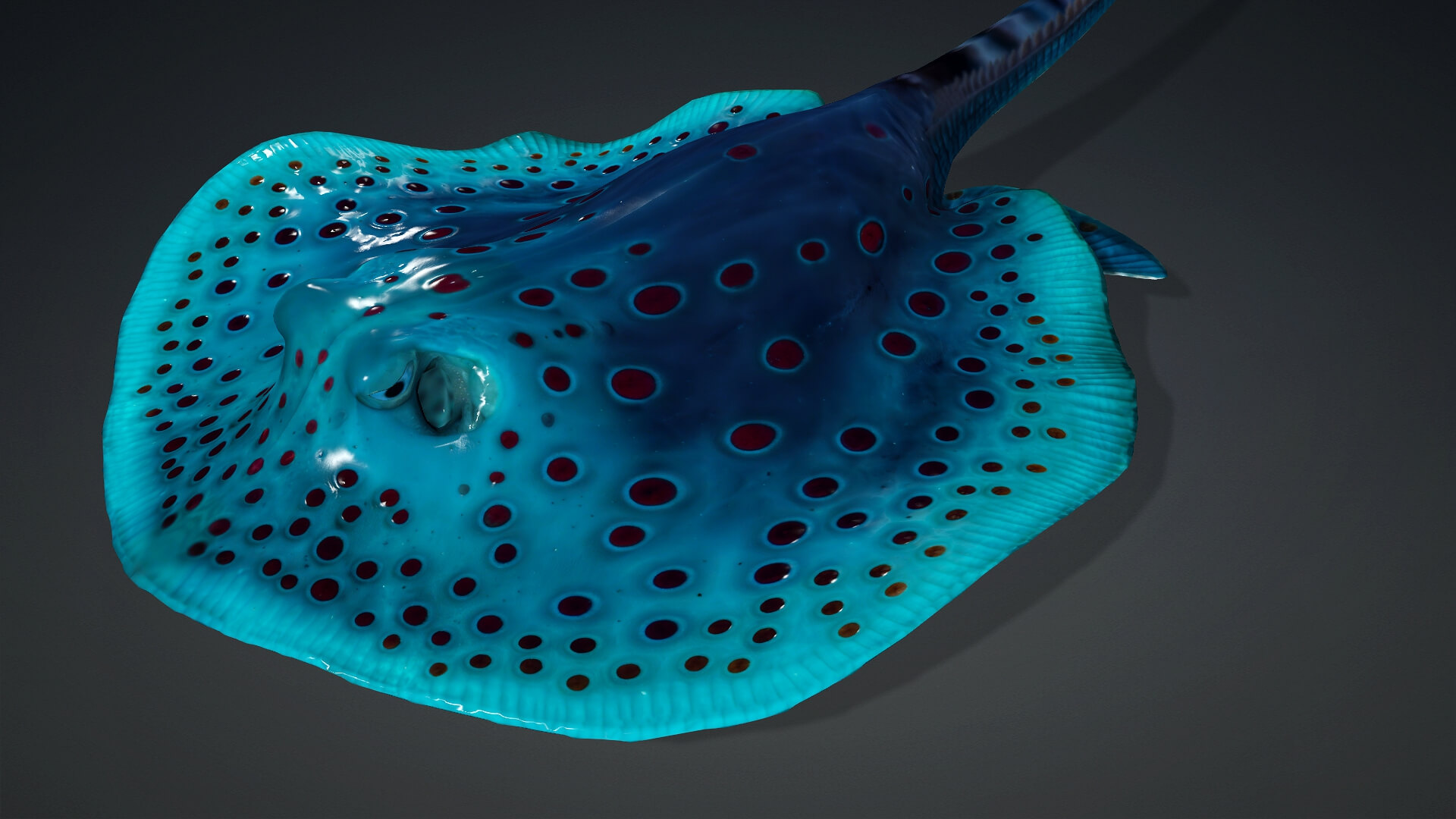 Ray Fish-A1-Animated 3D Animation by Animated3d