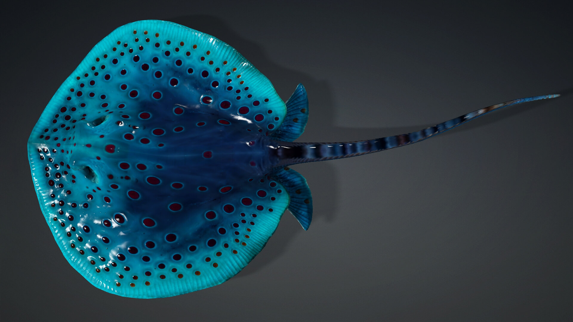 Ray Fish-A1-Animated 3D Animation by Animated3d