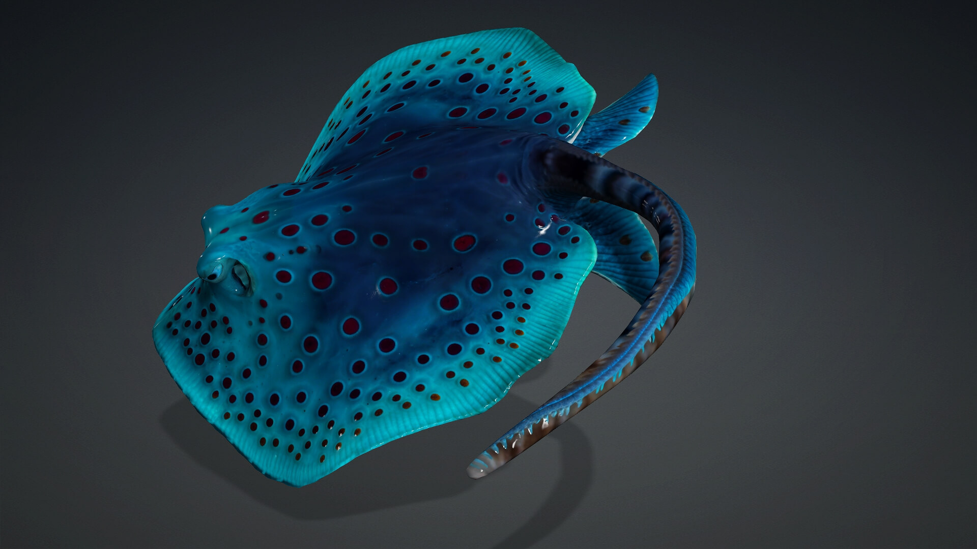 Ray Fish-A1-Animated 3D Animation by Animated3d