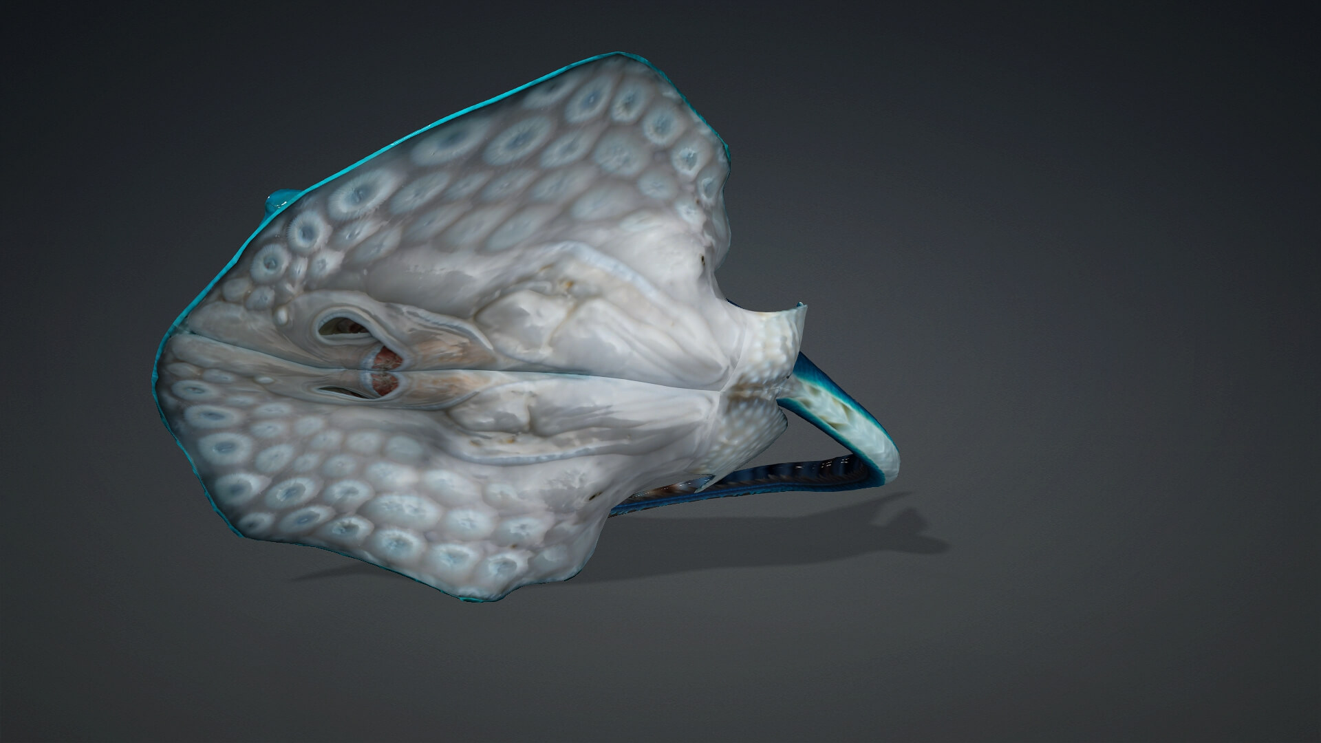 Ray Fish-A1-Animated 3D Animation by Animated3d