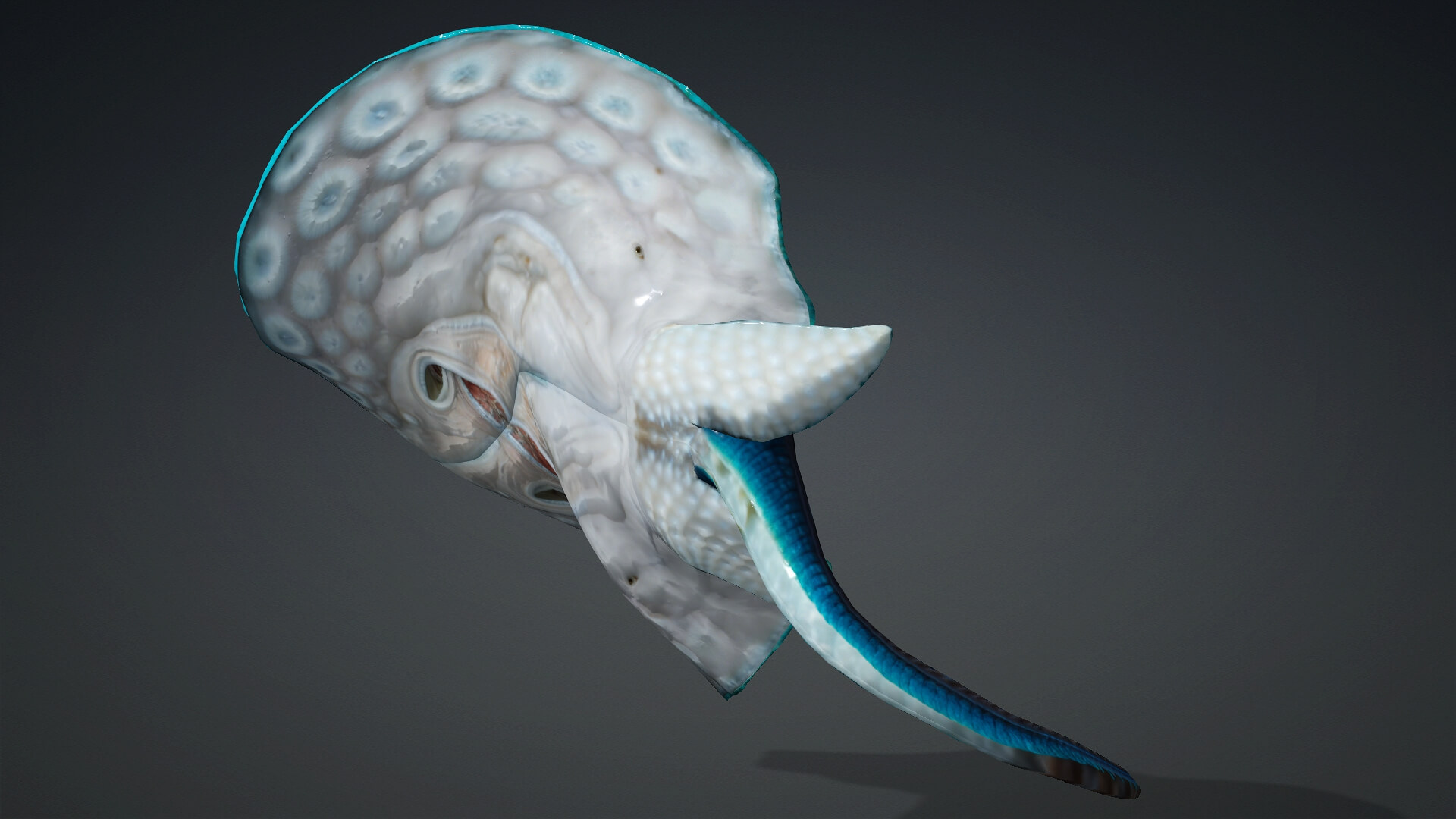 Ray Fish-A1-Animated 3D Animation by Animated3d