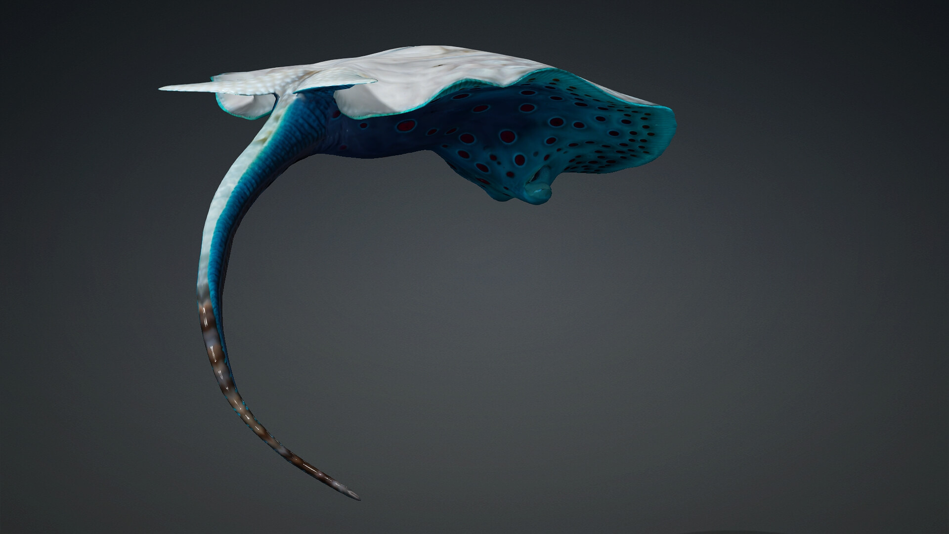 Ray Fish-A1-Animated 3D Animation by Animated3d