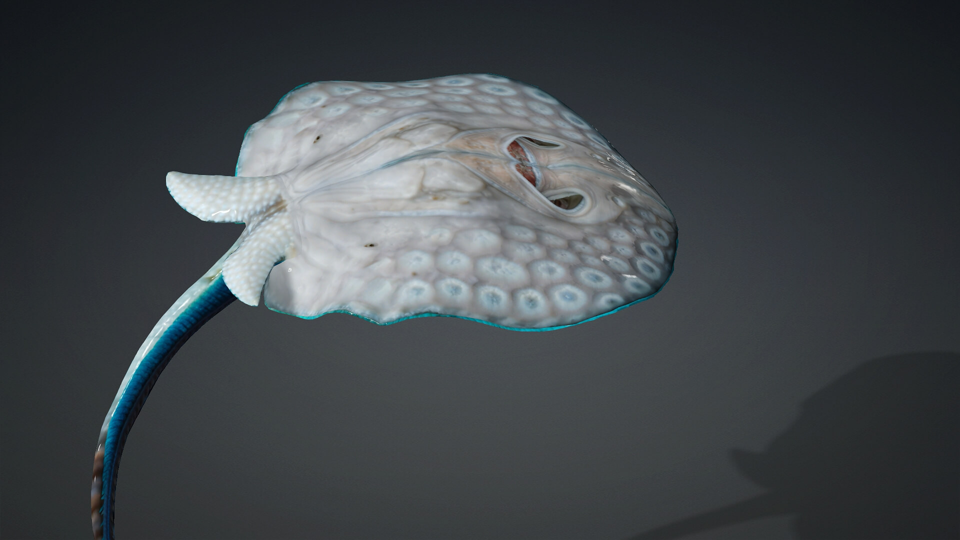 Ray Fish-A1-Animated 3D Animation by Animated3d