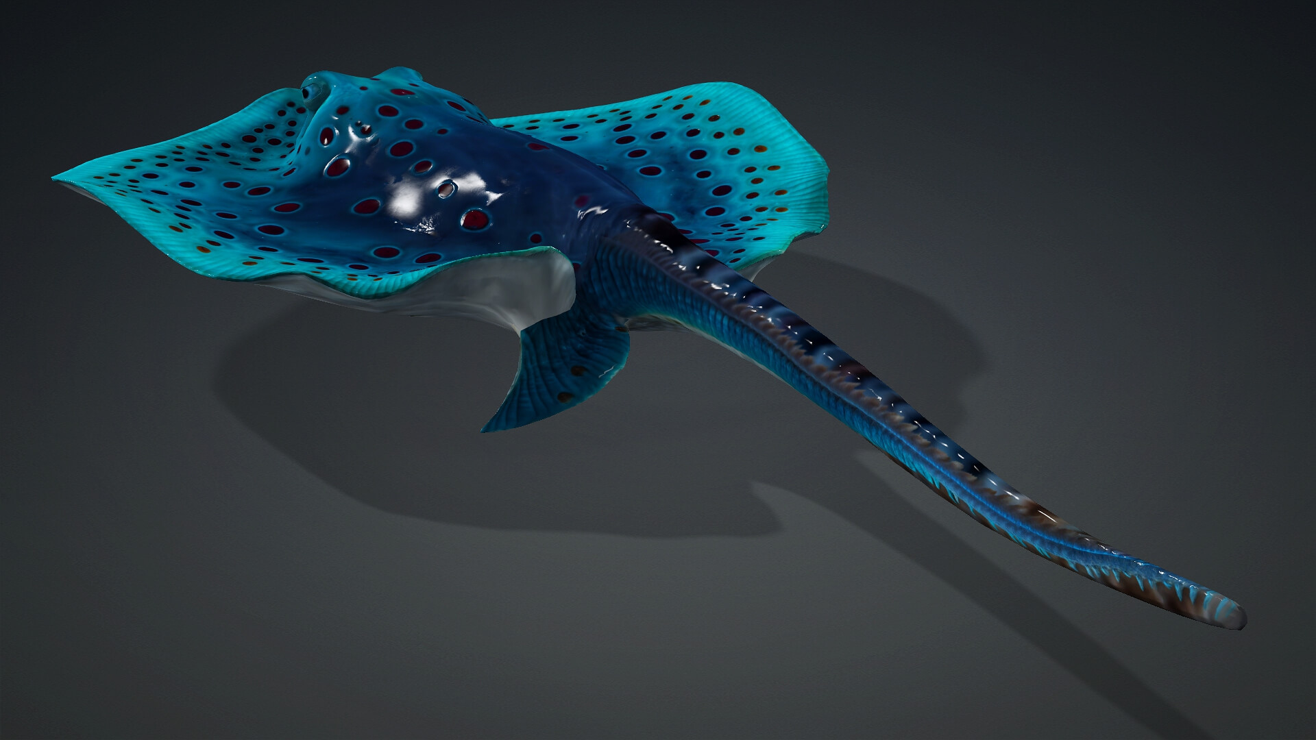 Ray Fish-A1-Animated 3D Animation by Animated3d