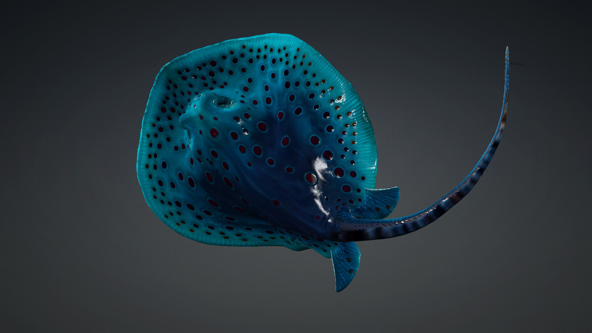 Ray Fish-A1-Animated 3D Animation by Animated3d