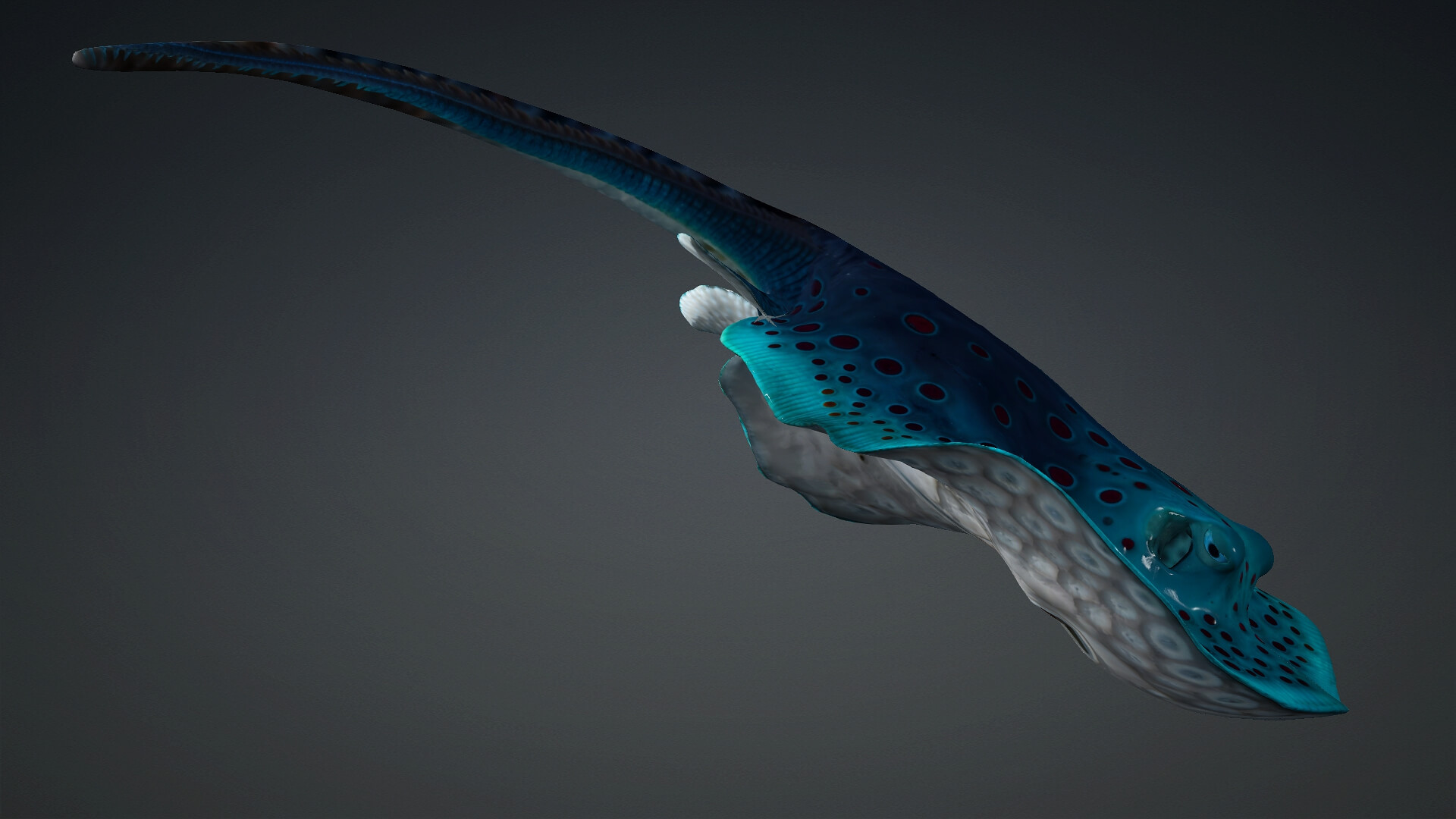 Ray Fish-A1-Animated 3D Animation by Animated3d