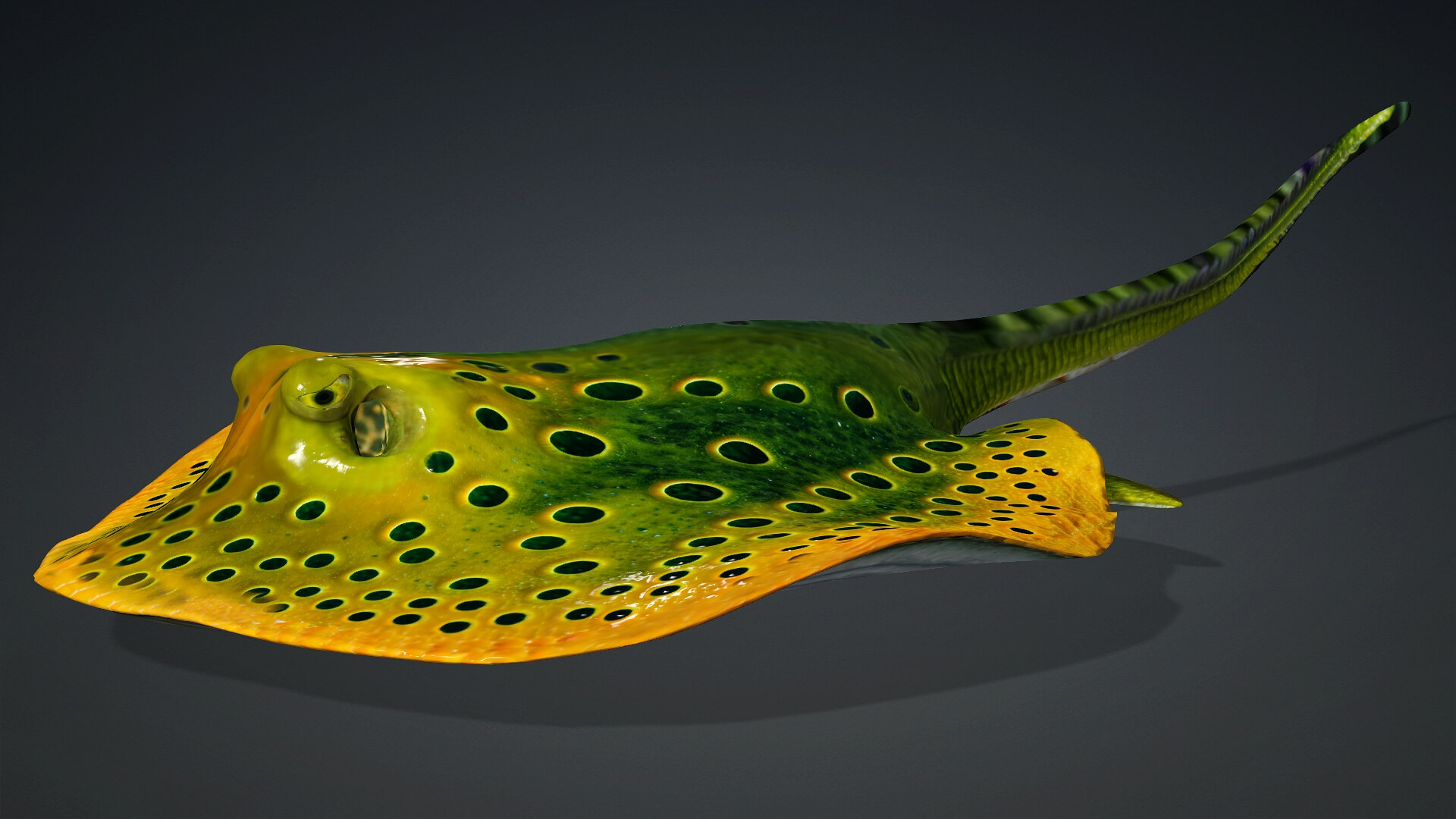 Ray Fish-A2-Animated 3D Animation by Animated3d