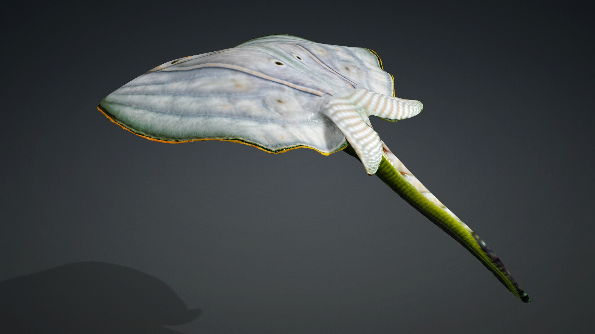 Ray Fish-A2-Animated 3D Animation by Animated3d