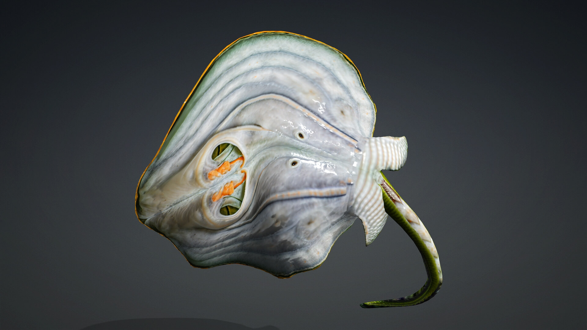 Ray Fish-A2-Animated 3D Animation by Animated3d