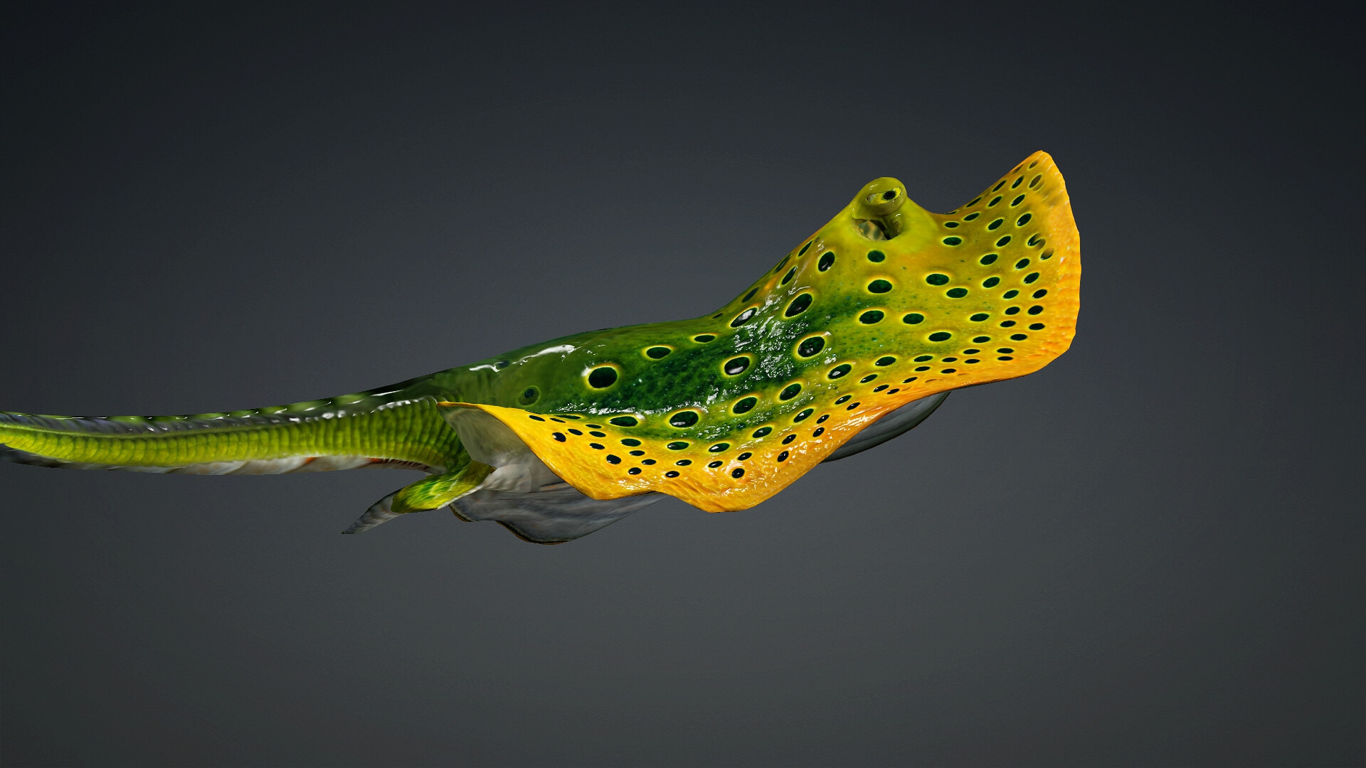 Ray Fish-A2-Animated 3D Animation by Animated3d