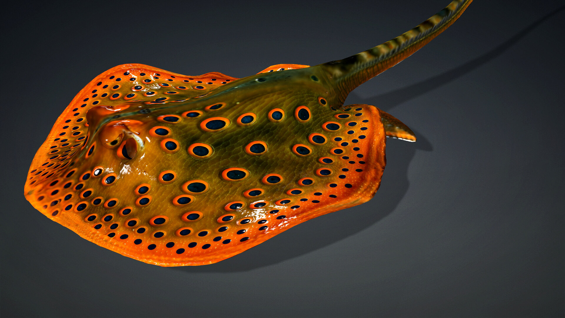 Ray Fish-A3-Animated 3D Animation by Animated3d