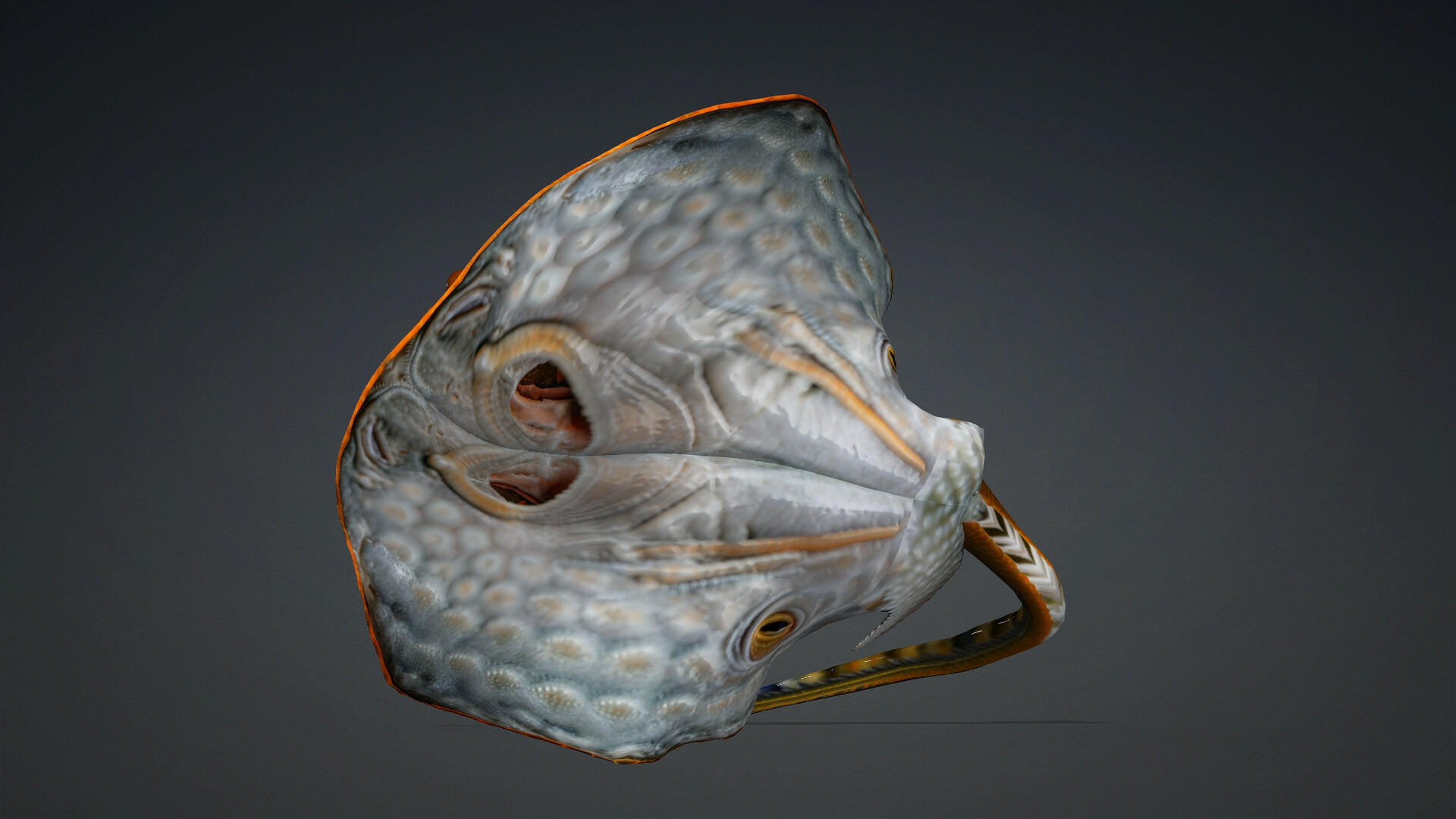 Ray Fish-A3-Animated 3D Animation by Animated3d