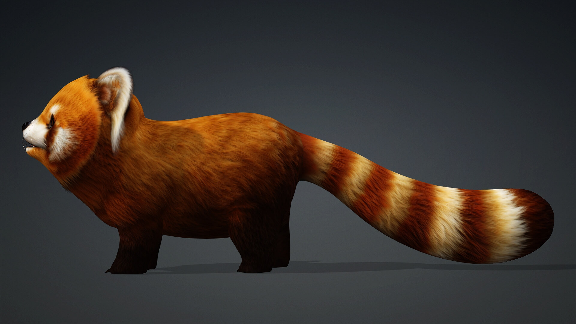 Red Panda-A1 3D Animation by Animated3d
