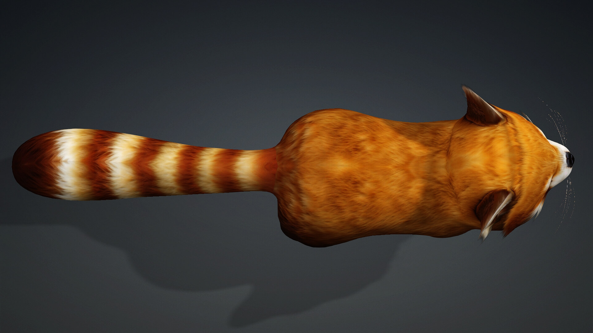 Red Panda-A1 3D Animation by Animated3d