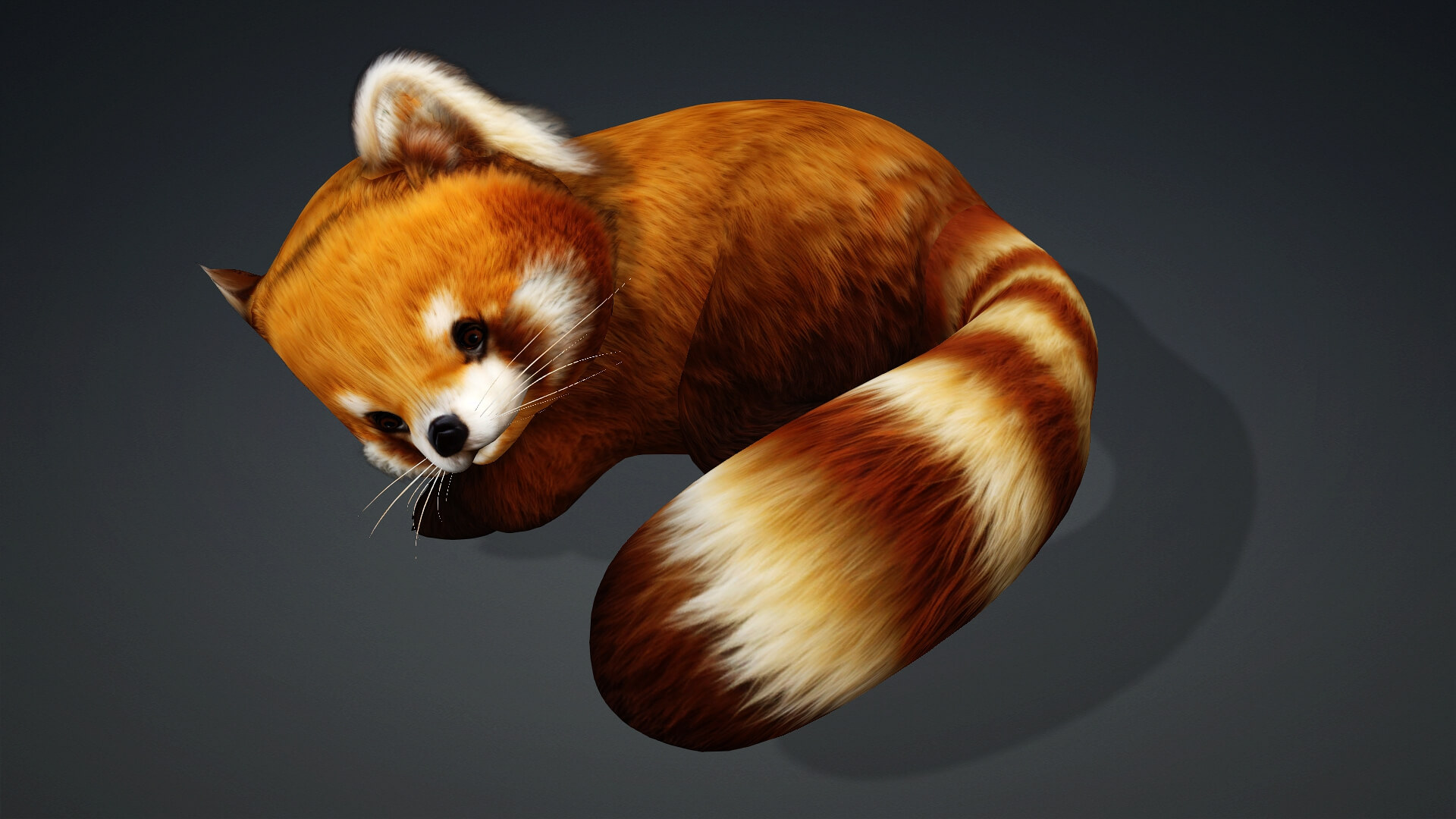 Red Panda-A1 3D Animation by Animated3d