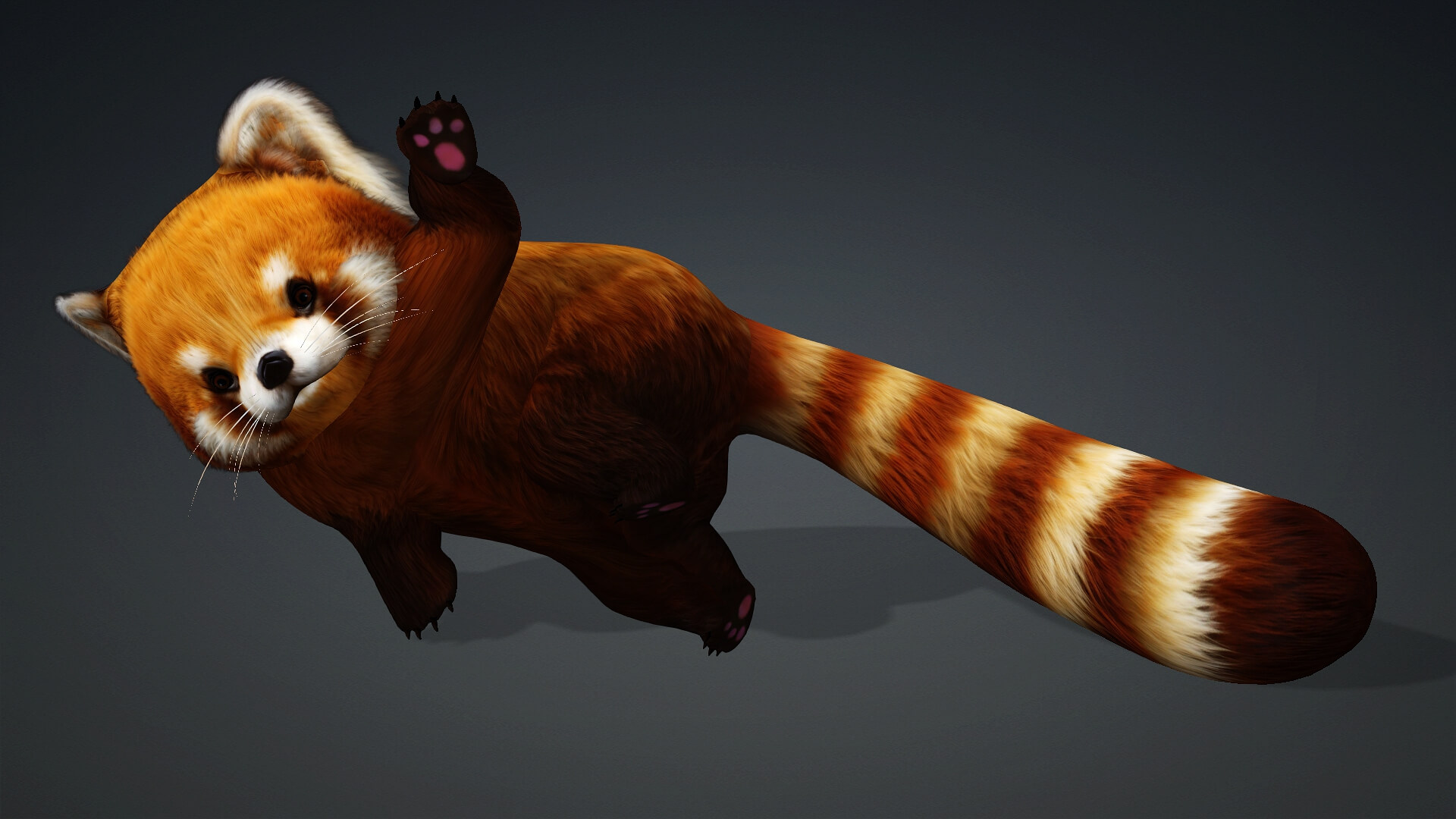 Red Panda-A1 3D Animation by Animated3d