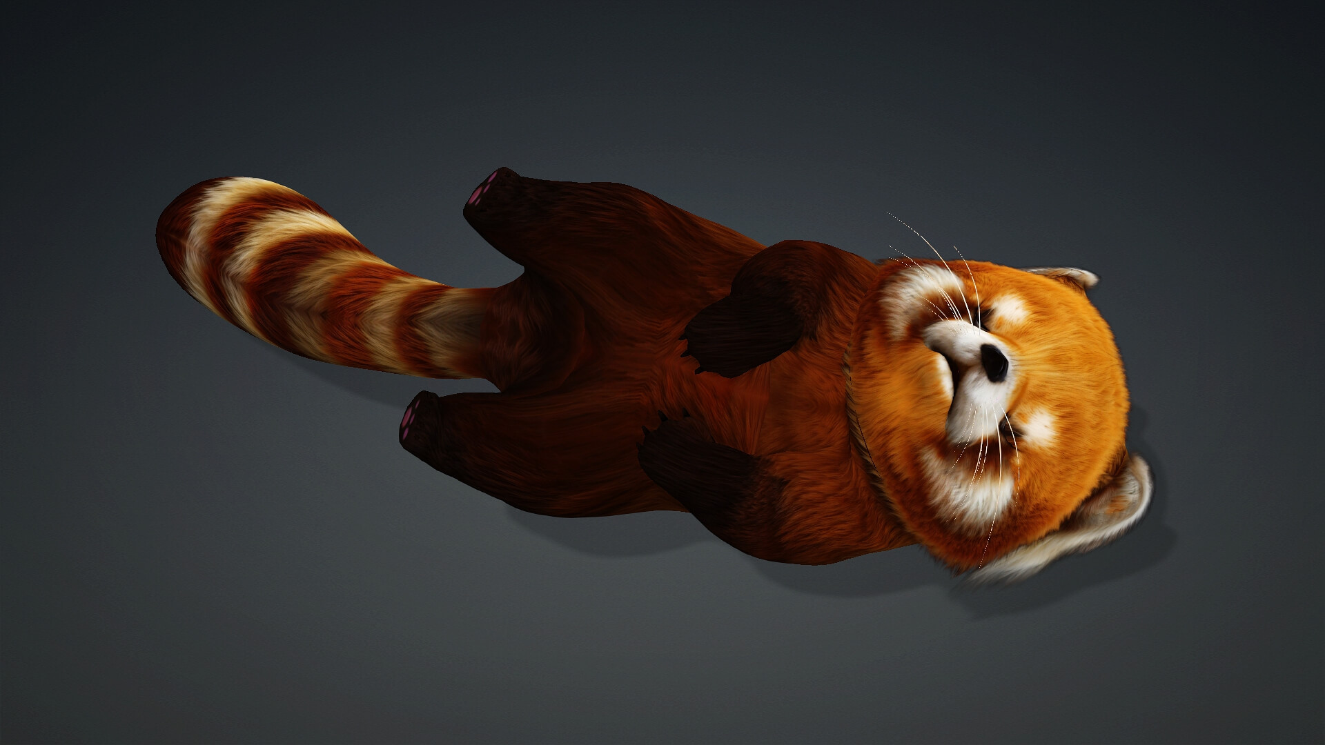 Red Panda-A1 3D Animation by Animated3d