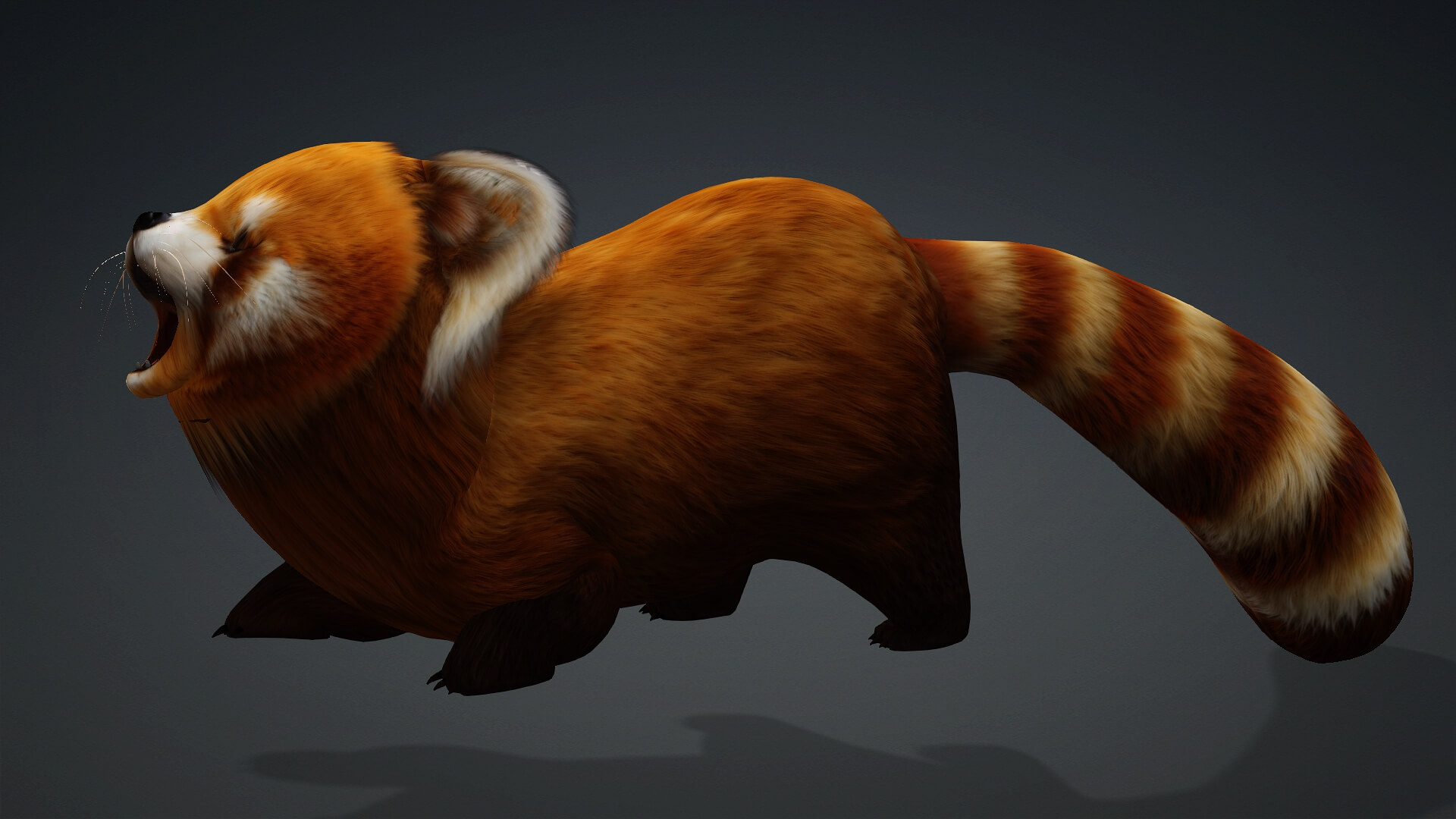 Red Panda-A1 3D Animation by Animated3d