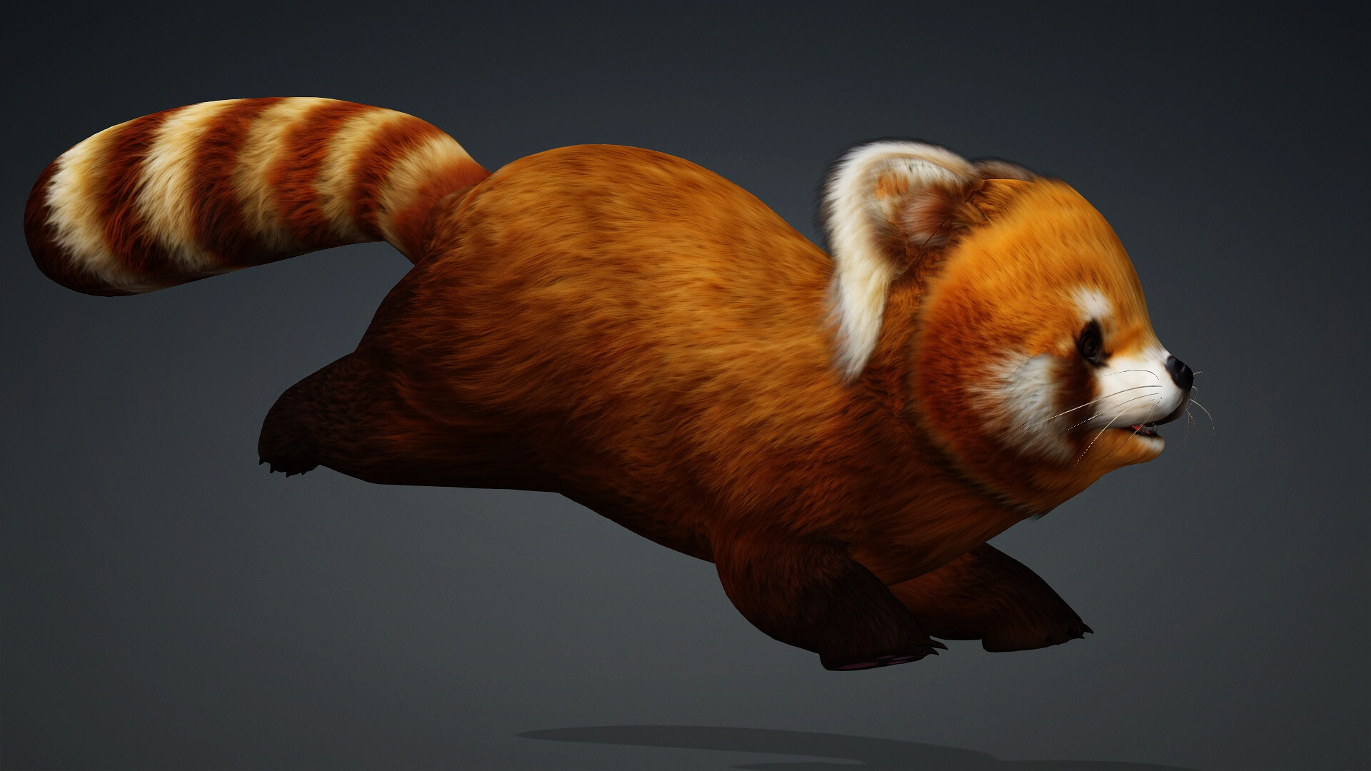 Red Panda-A1 3D Animation by Animated3d