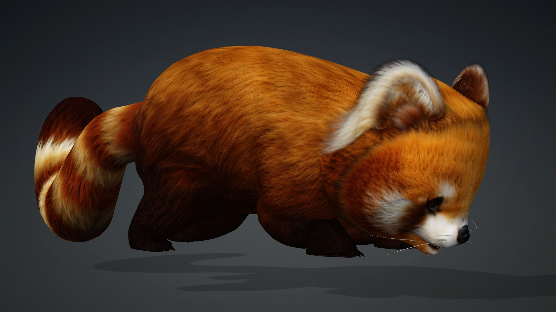 Red Panda-A1 3D Animation by Animated3d