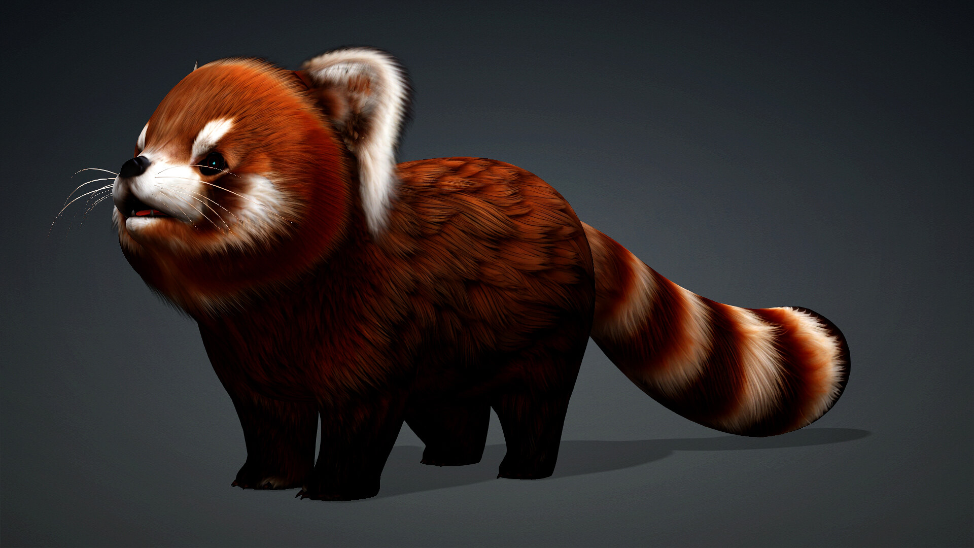 Red Panda-A2 3D Animation by Animated3d