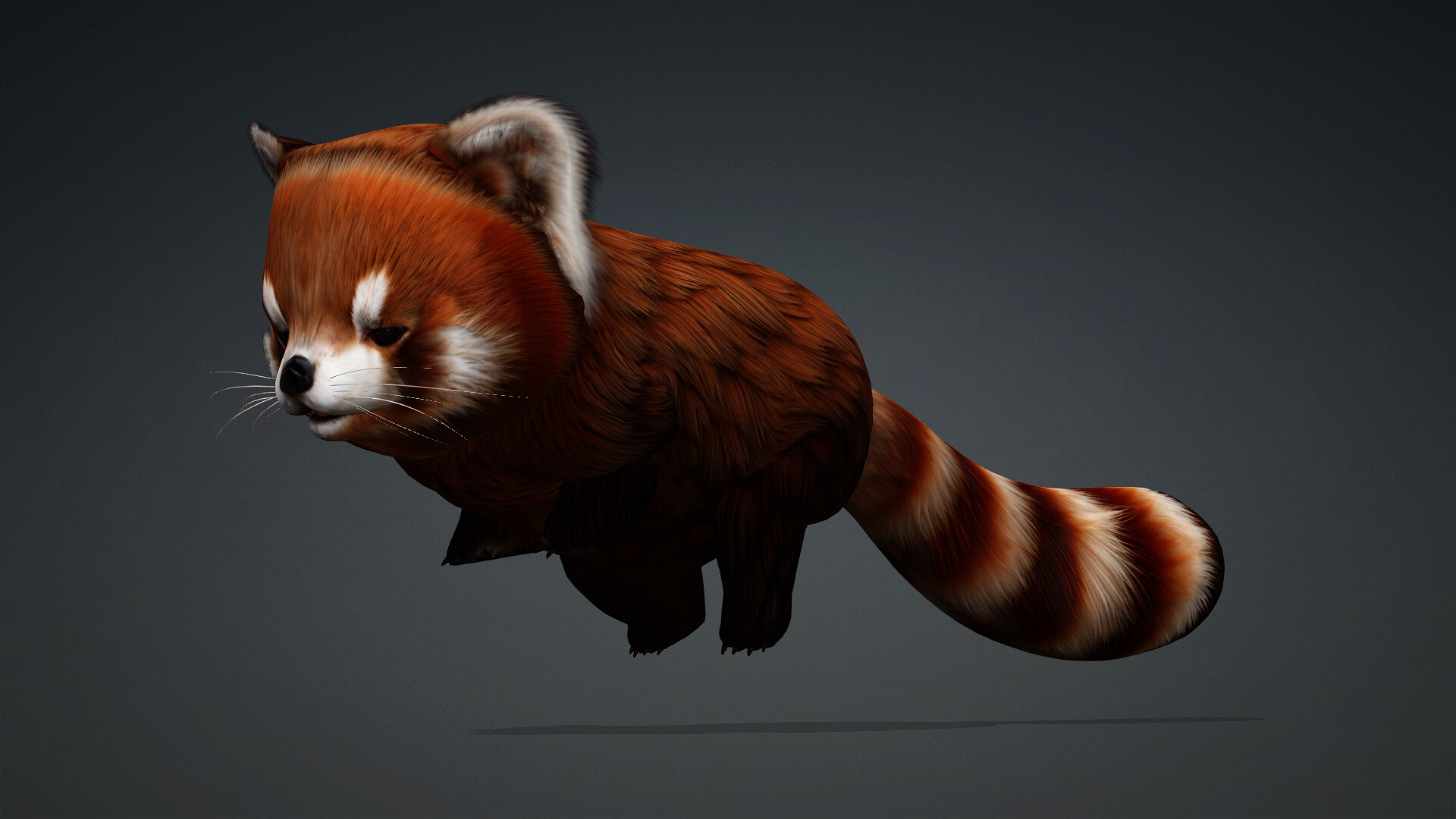 Red Panda-A2 3D Animation by Animated3d